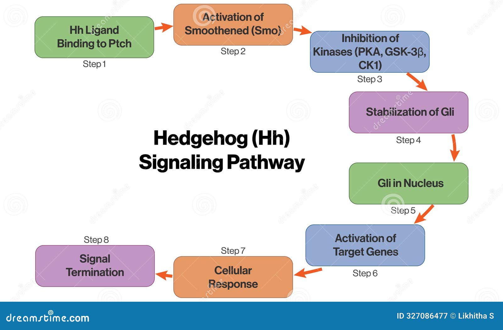 Flowchart of Hedgehog Signaling Pathway in Cellular Communication on ...