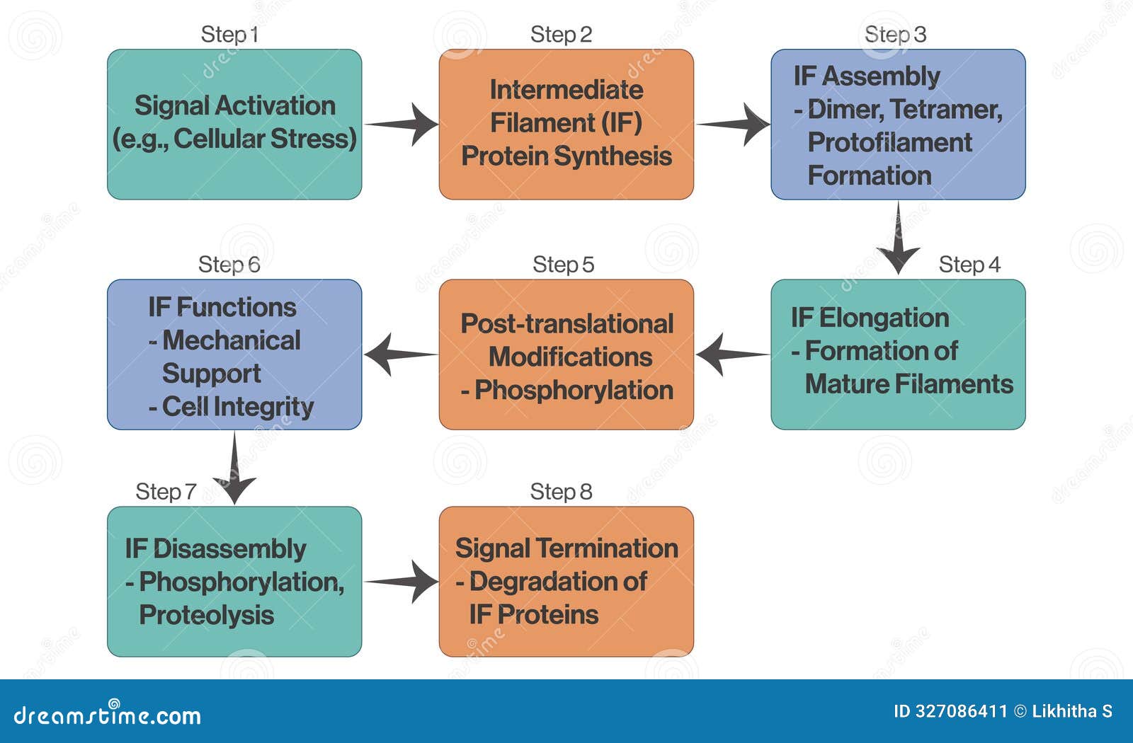 Flowchart of Intermediate Filament Dynamics in Cell Biology on White ...