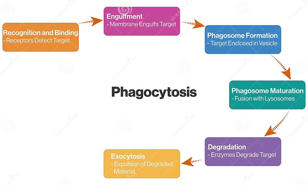 Flowchart of Phagocytosis Process on White Background for Scientific ...