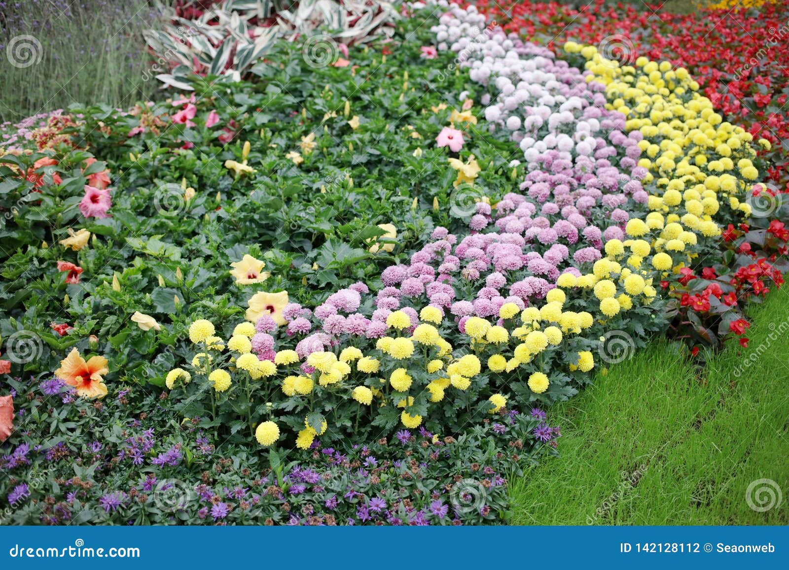The Flowe Bed Display at Hk Flower Show 2019 Stock Photo - Image of ...