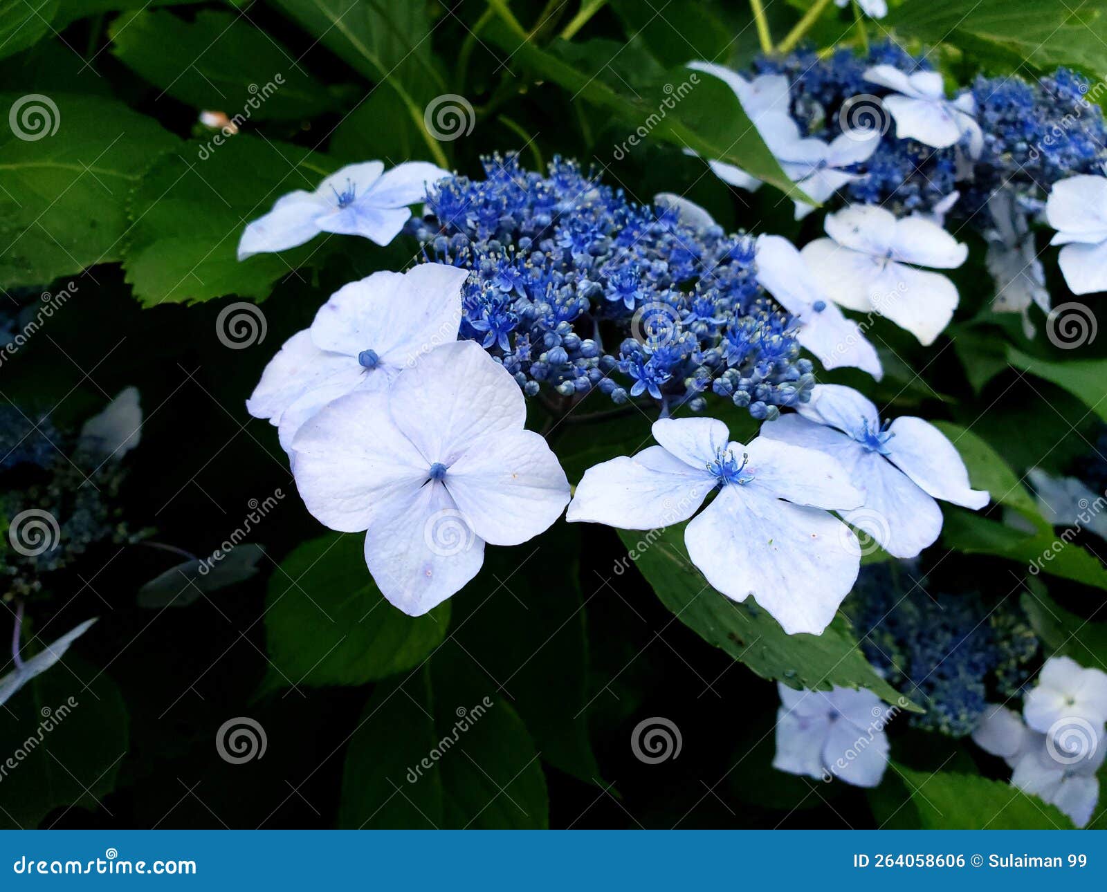 Flowe blue stock photo. Image of garden, nature, petal - 264058606