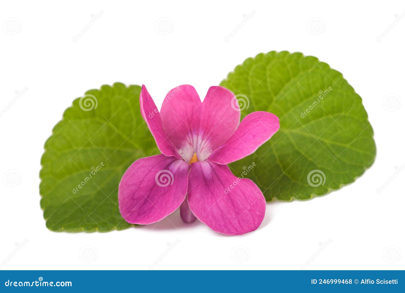 Flowe violeta dulce foto de archivo. Imagen de fondo - 246999468