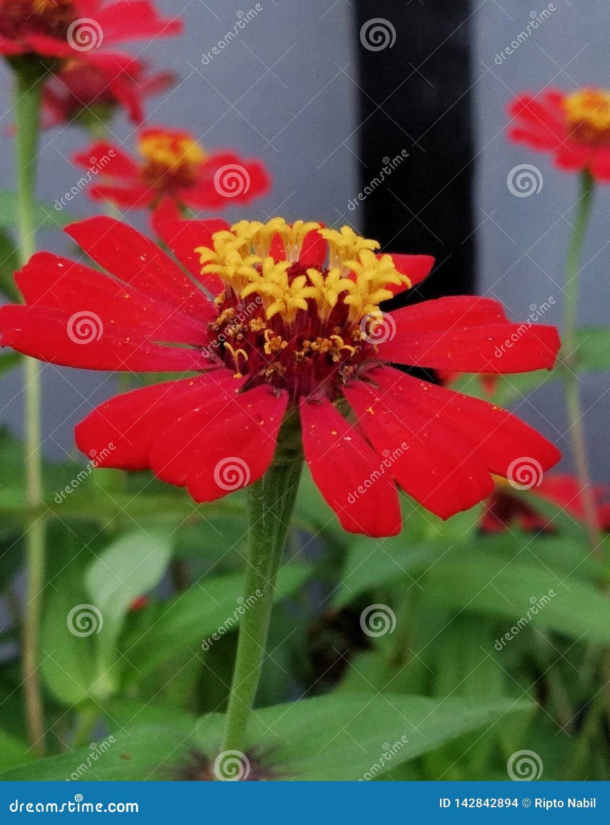 Flowee stock photo. Image of natur, objek, natural, flower - 142842894