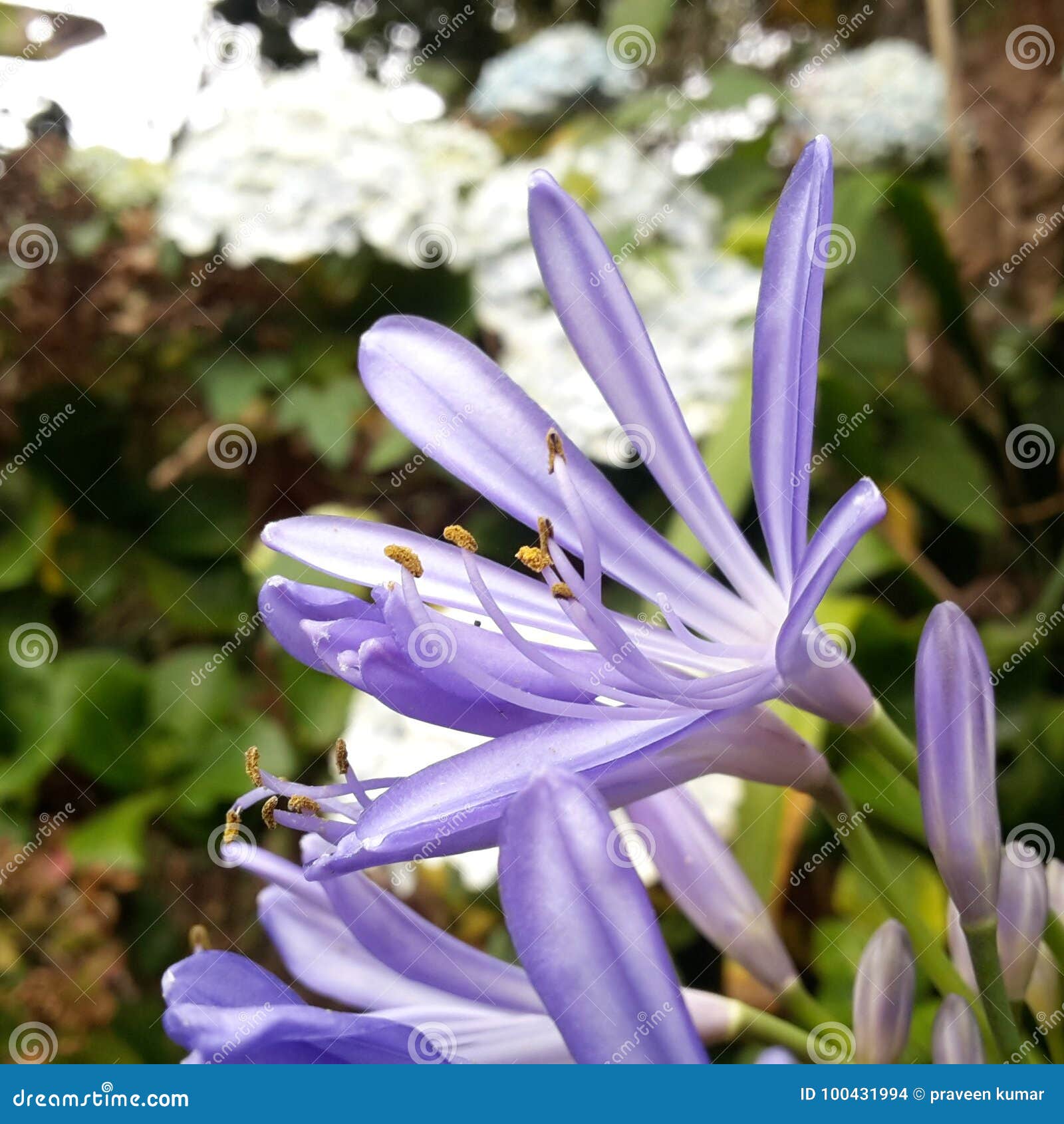 Flowee violeta foto de archivo. Imagen de colorido, violeta - 100431994