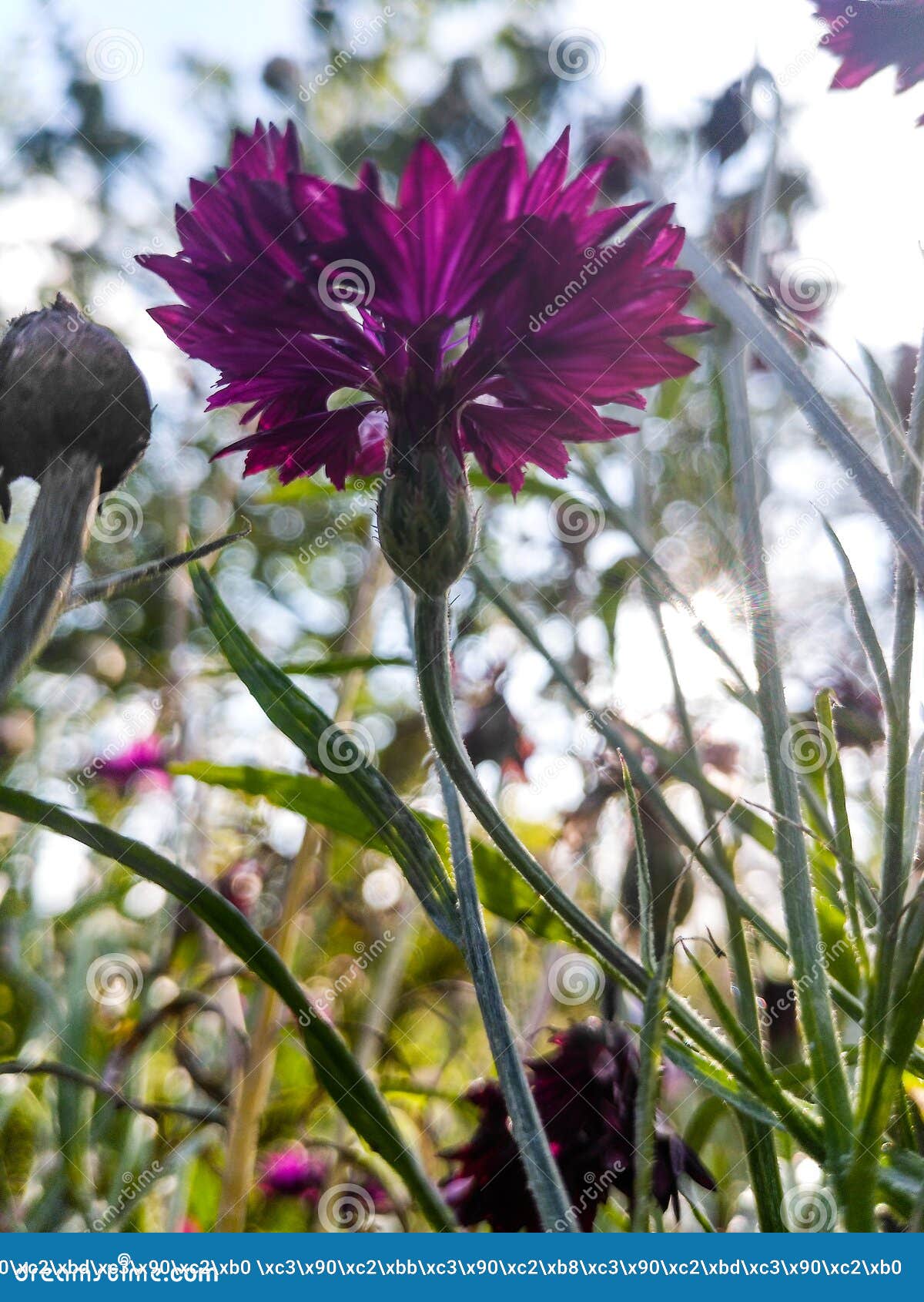 Floweer stock photo. Image of wonders, nature, flower - 230454338