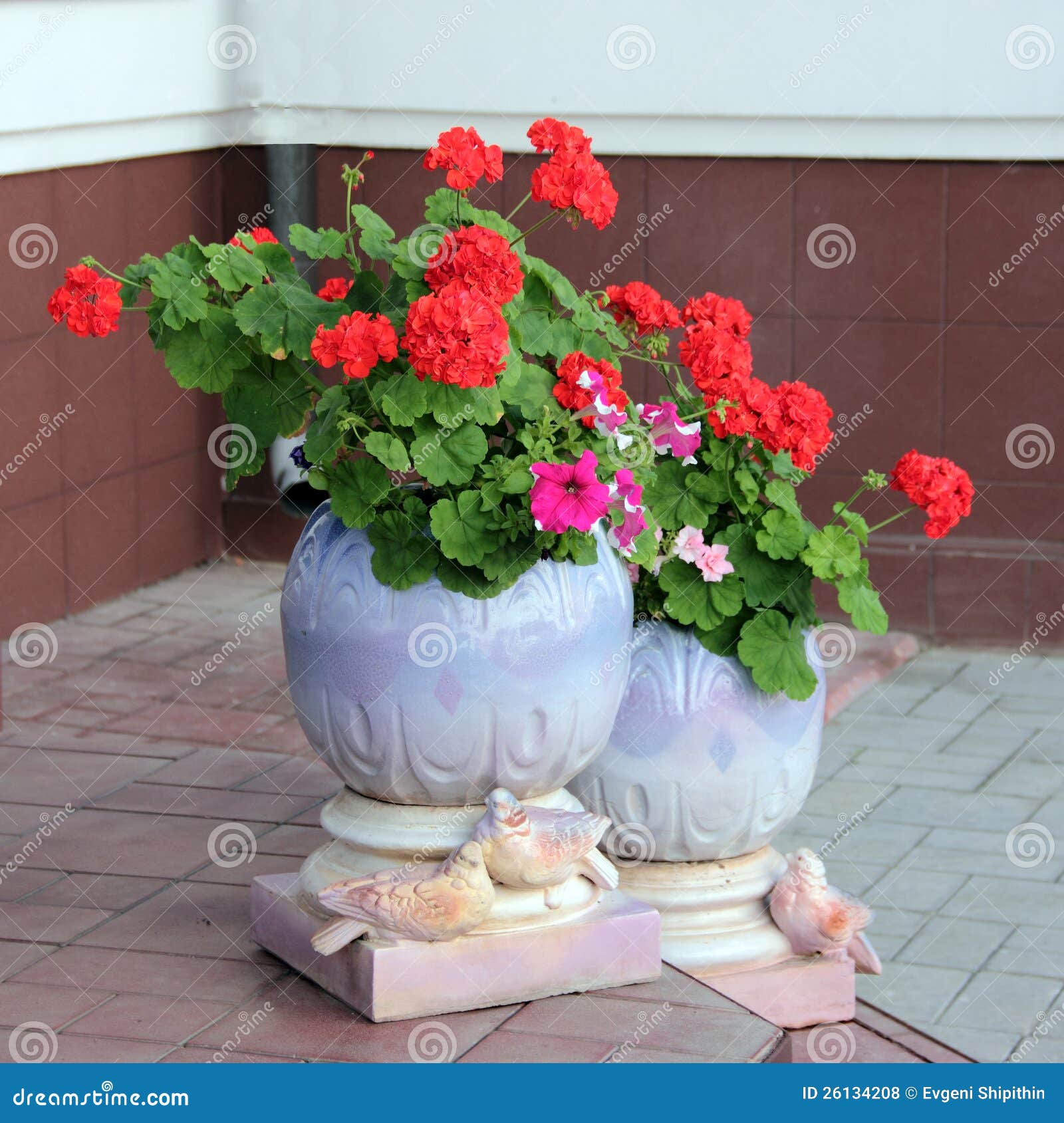 A flowepot with flowers. stock photo. Image of floriculture - 26134208