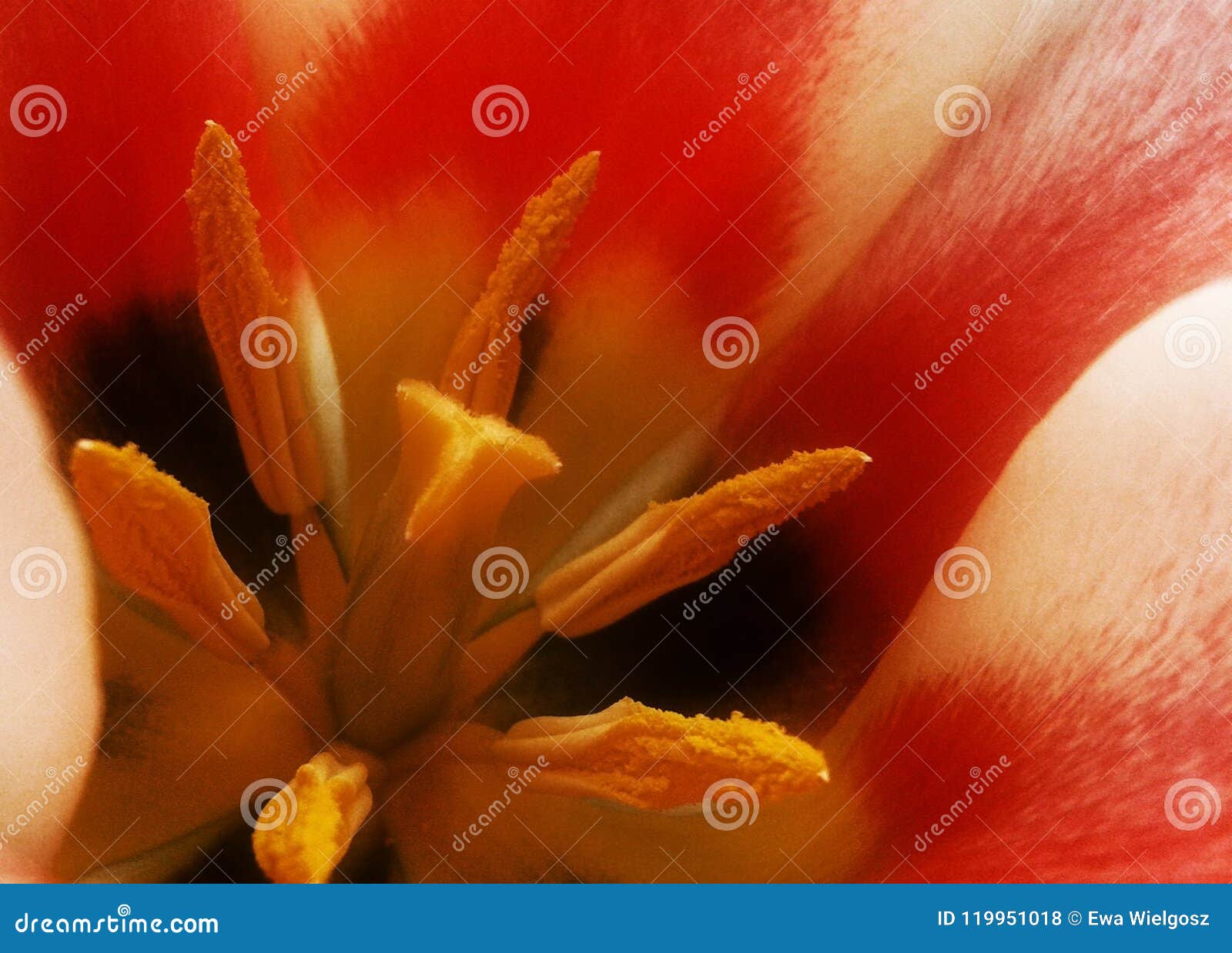 Into the flower stock photo. Image of macro, flower - 119951018