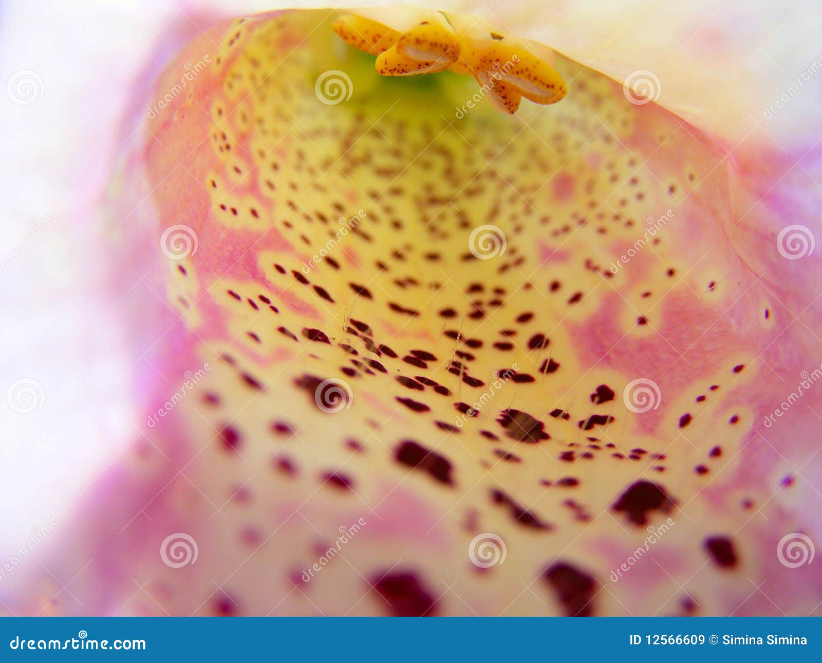 Flower stock image. Image of dots, representative, filament - 12566609