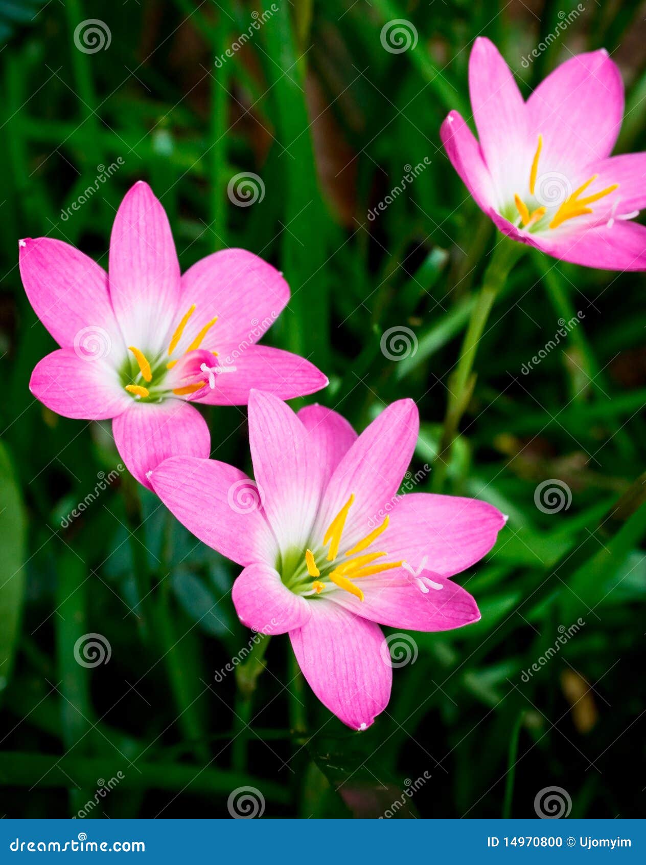 Flower stock photo. Image of scape, color, garden, land - 14970800