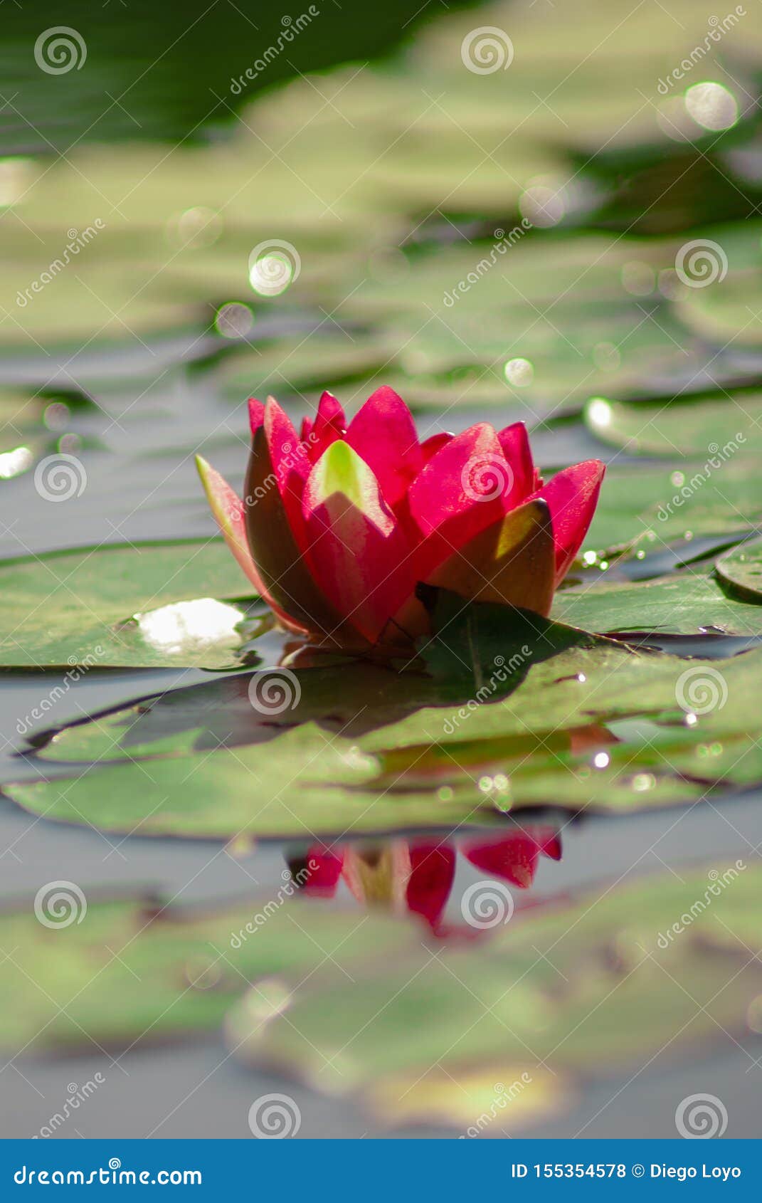 Lotto flower isolated stock photo. Image of leaves, isolated - 155354578