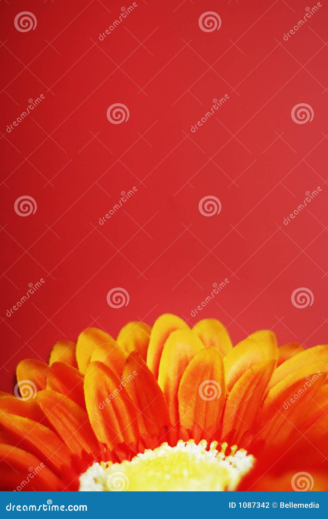 180 Empathy Flower Stock Photos - Free & Royalty-Free Stock Photos from ...