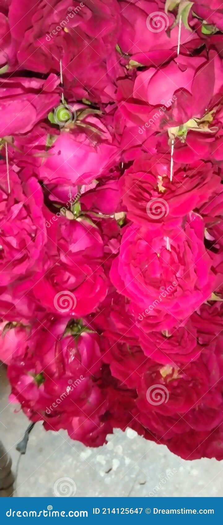 Flower ðŸŒ¹ Beautiful Tree Gulab Flowers Stock Image - Image of flowers ...