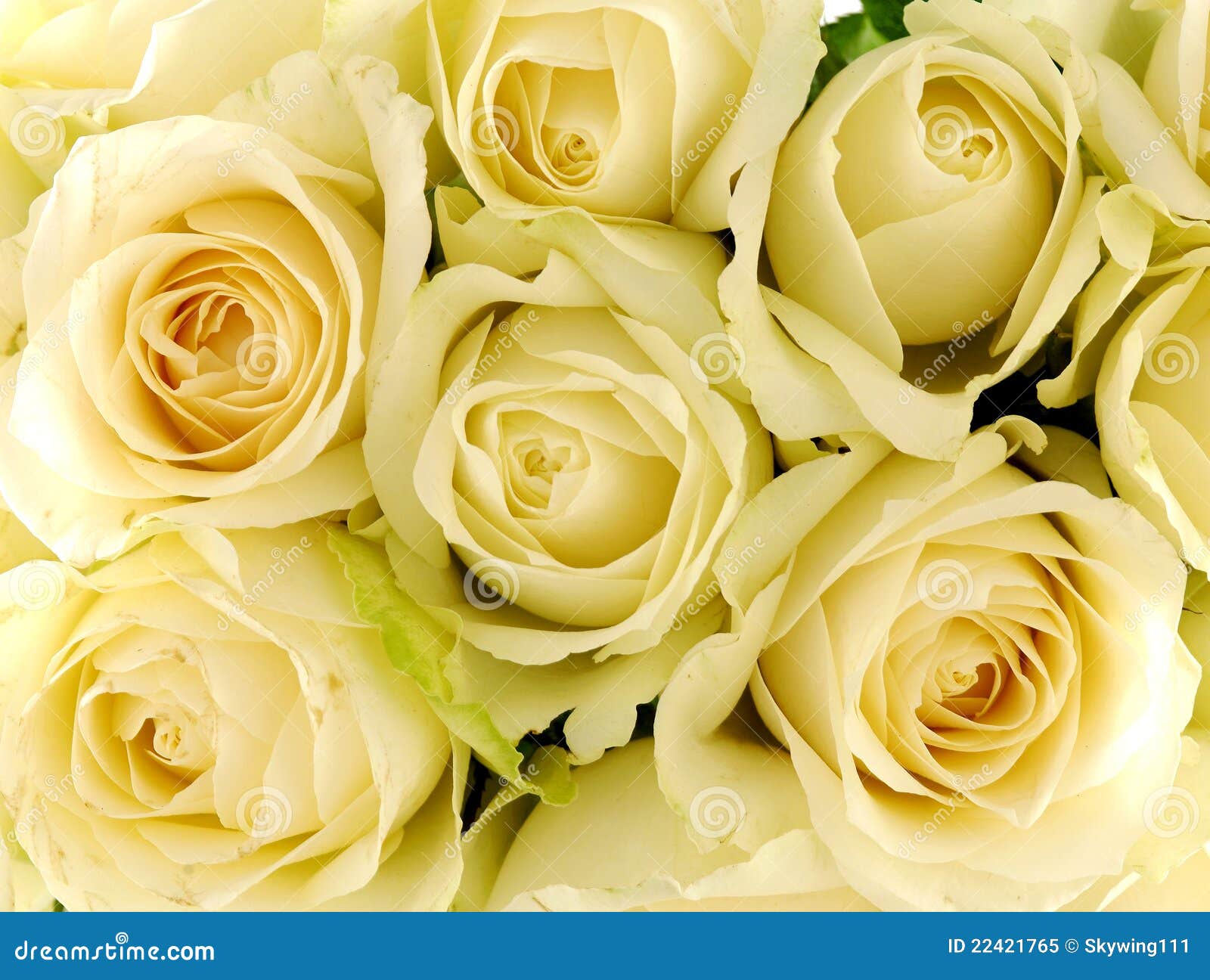 Flower stock image. Image of love, beautiful, saint, leaf - 22421765