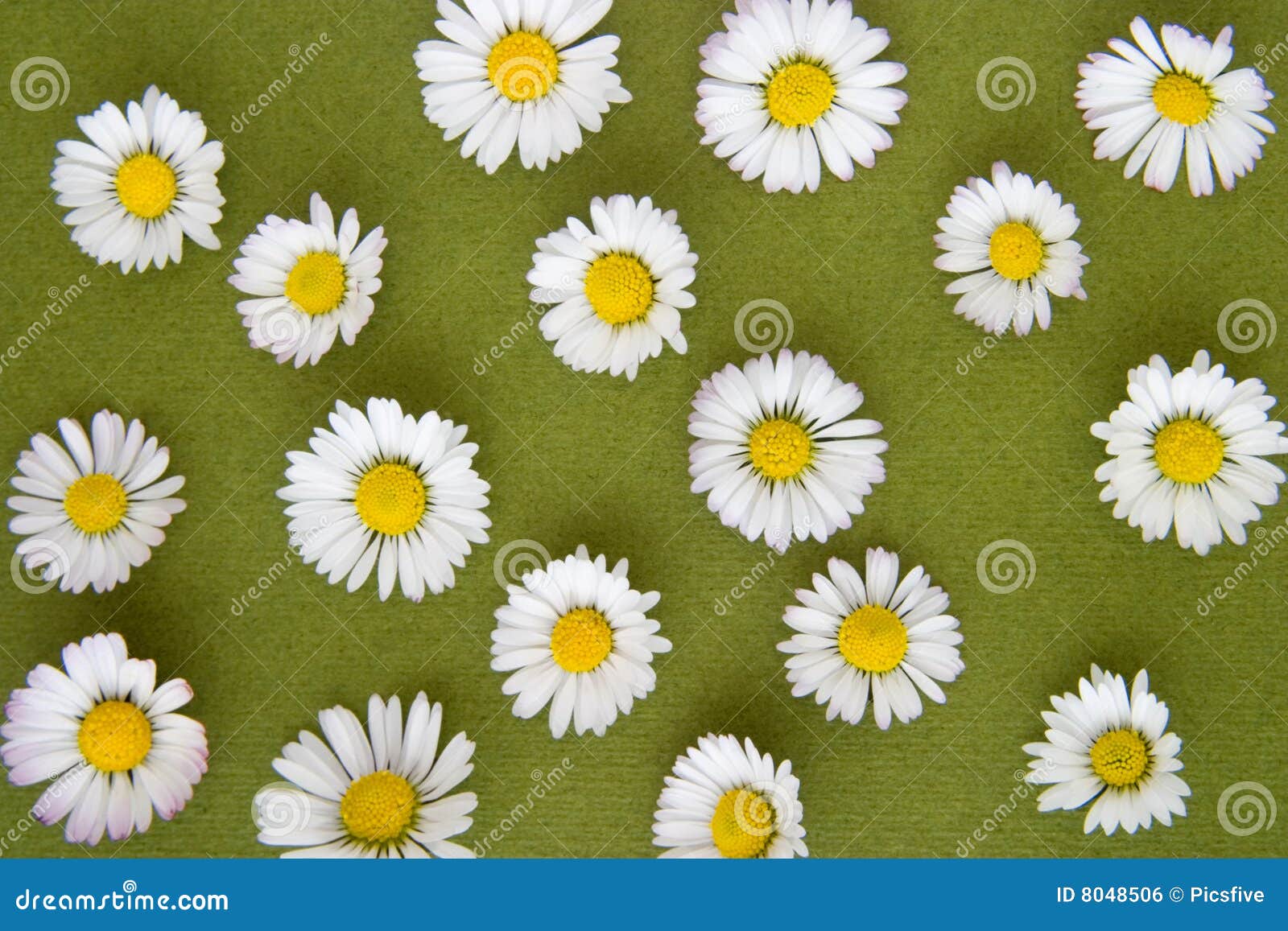 Flower 23 stock photo. Image of dreamy, indoors, flower - 8048506