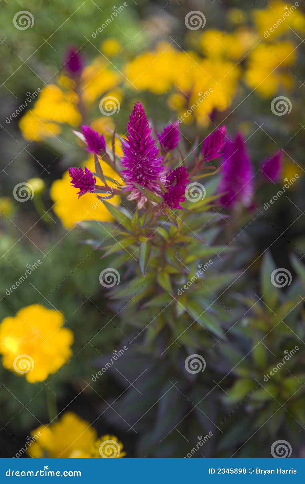 Flower stock photo. Image of spring, grow, rise, garden - 2345898