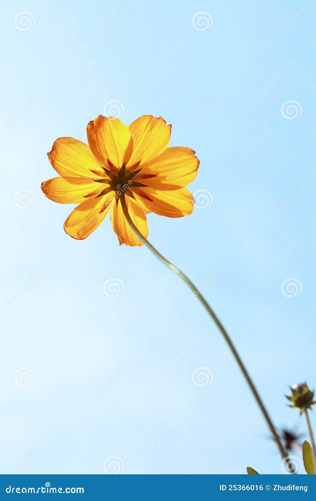 Flower stock photo. Image of garden, nature, single, spring - 25366016