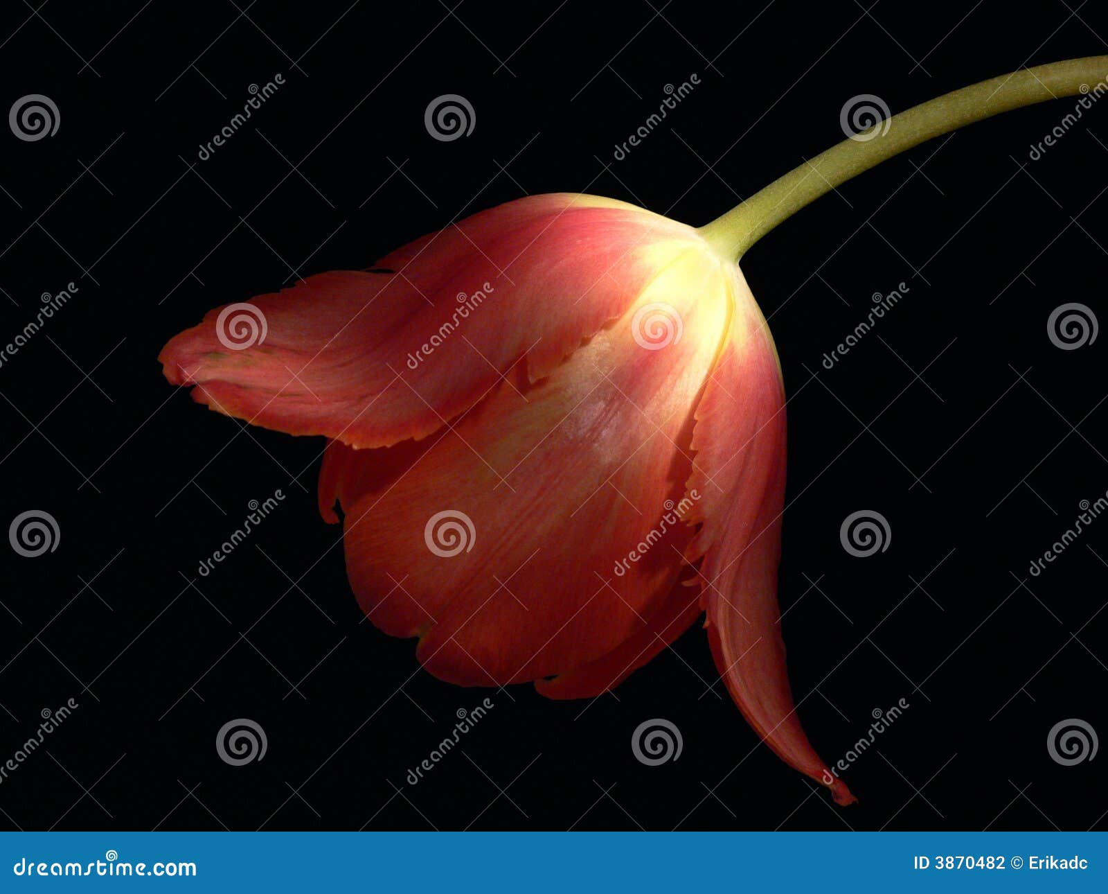 Flower Tulpin Stock Photos - Free & Royalty-Free Stock Photos from ...