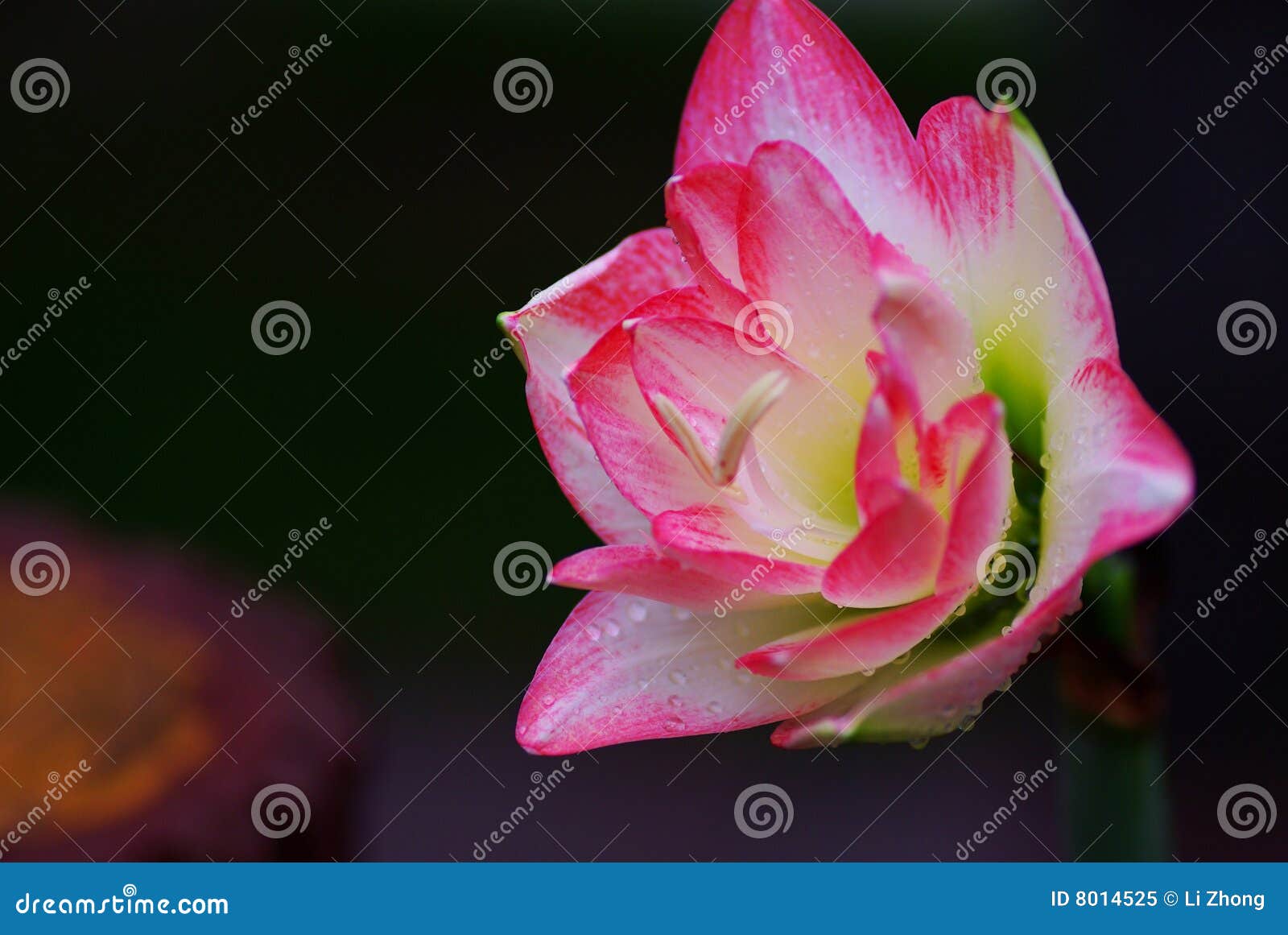 Flower stock image. Image of orchises, nature, plants - 8014525