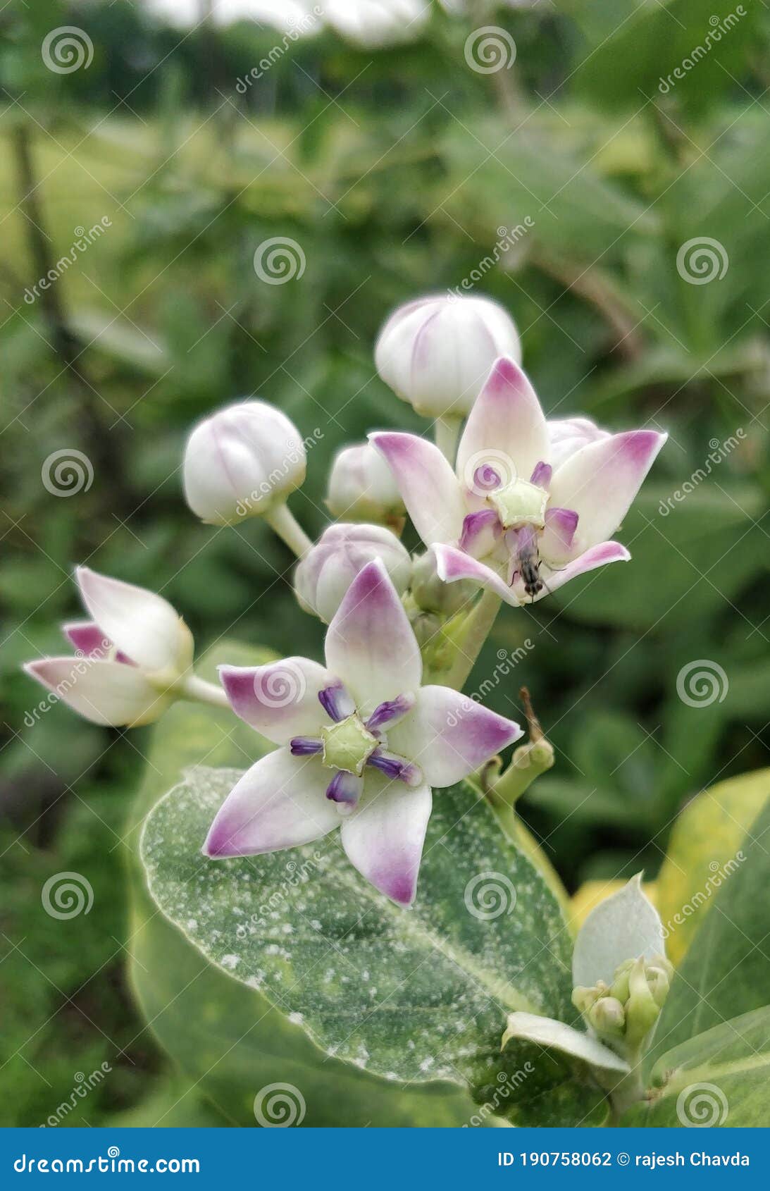 Flower of aakda stock photo. Image of lovender, hanuman - 190758062