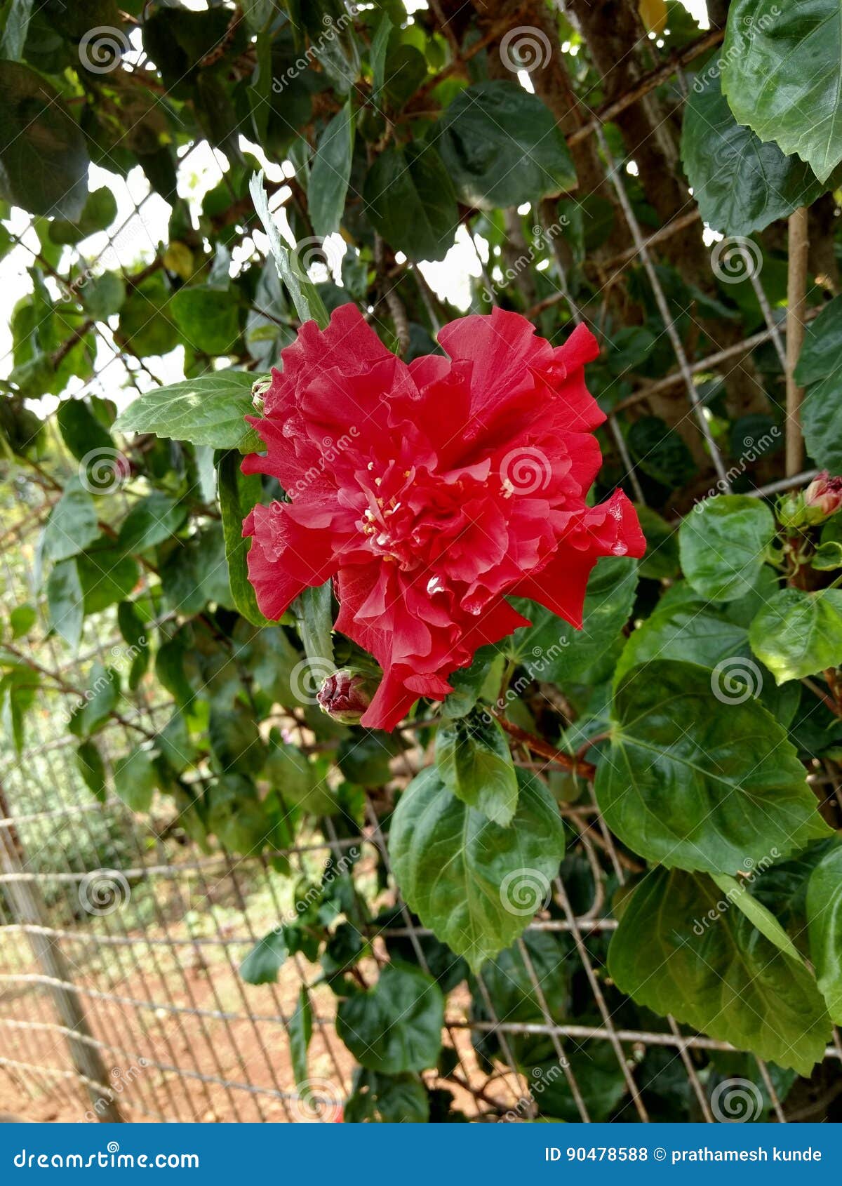Flower stock photo. Image of abacus, garden, flower, plant - 90478588