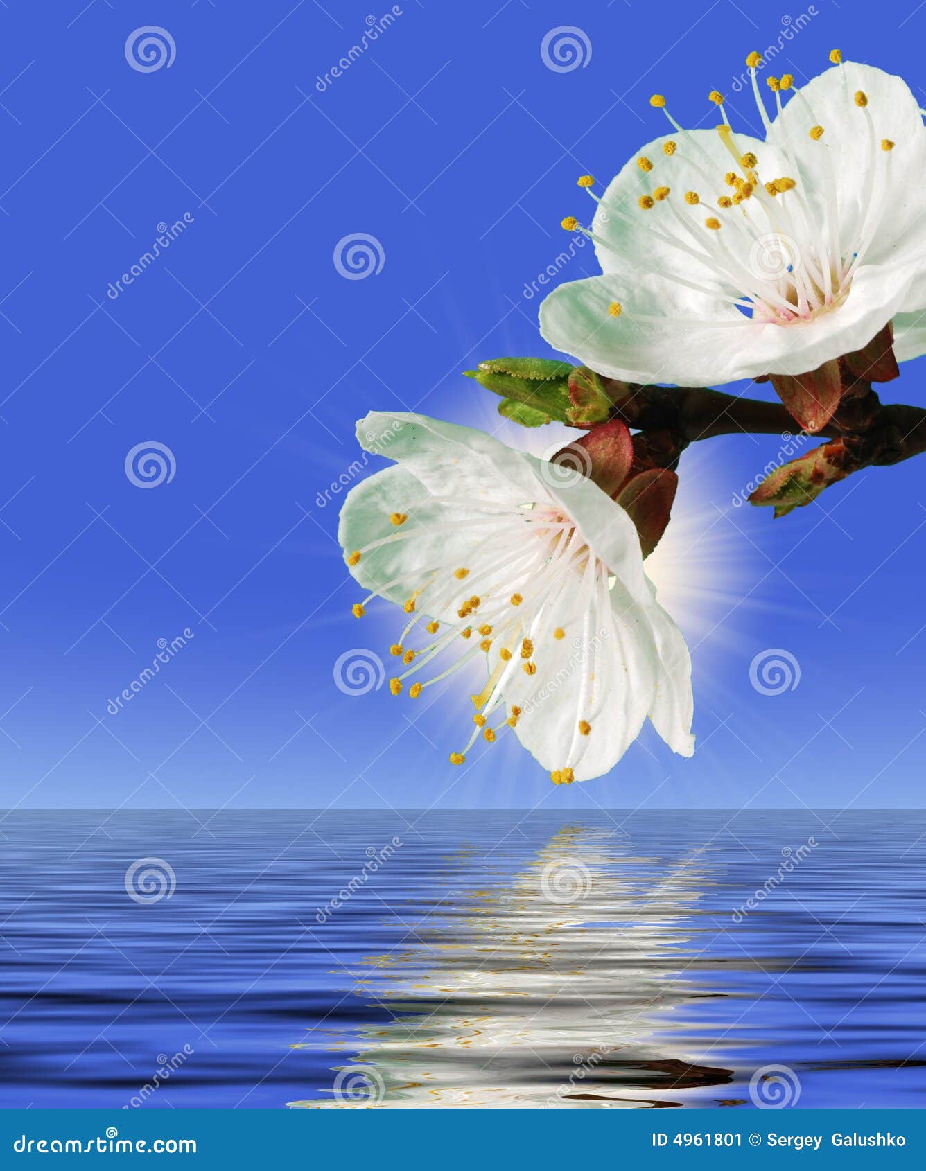 Flower above water stock image. Image of nature, creativity - 4961801
