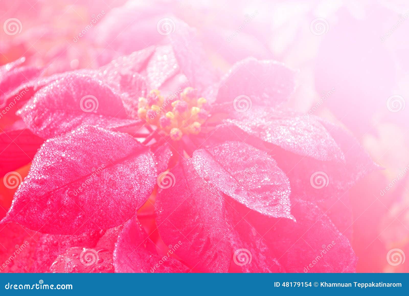 Flower Abstract Soft Light Background Stock Photo - Image of soft ...