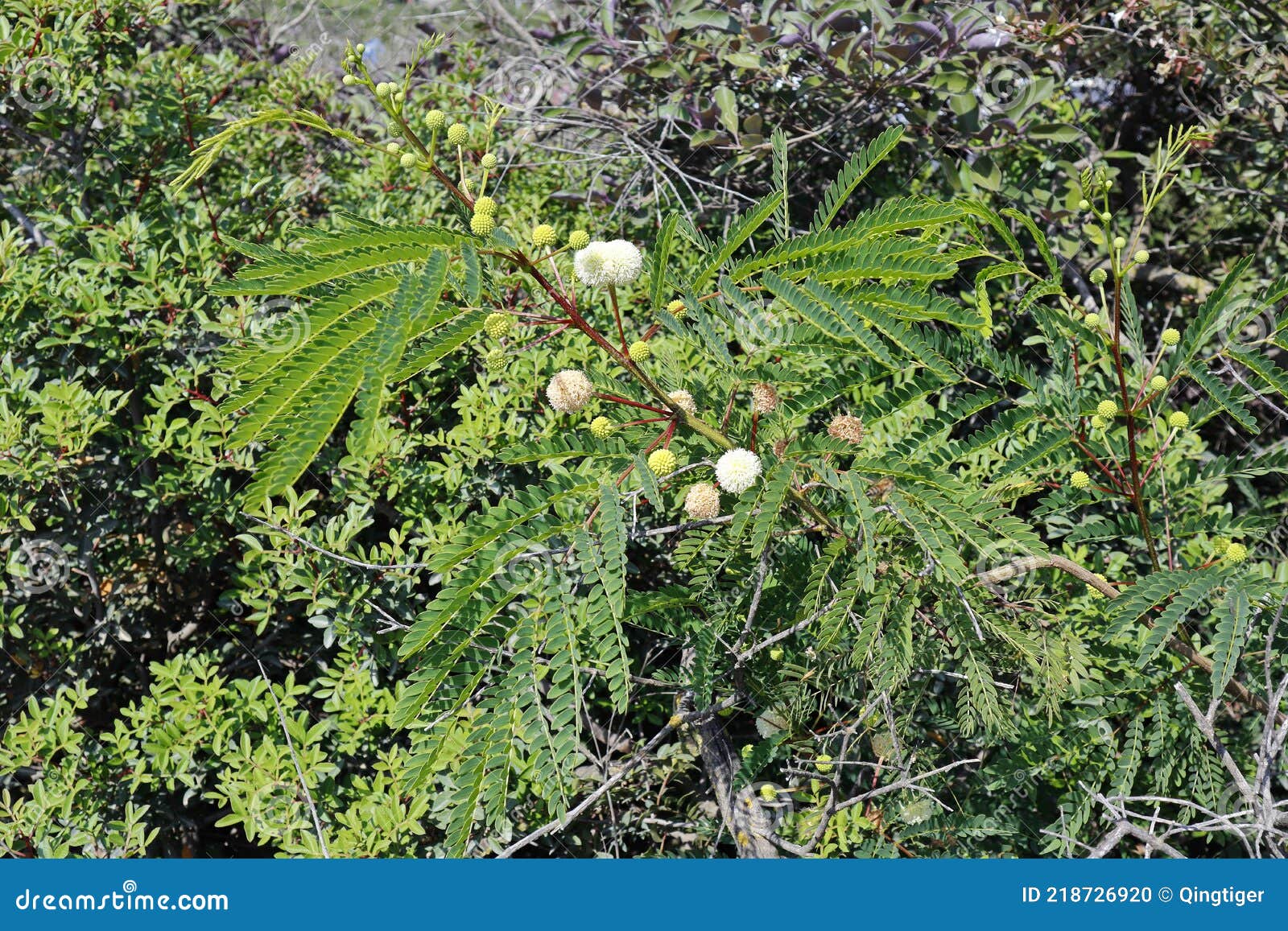 Flower of the Acacia in the Bush . Stock Photo - Image of acacia, trees ...