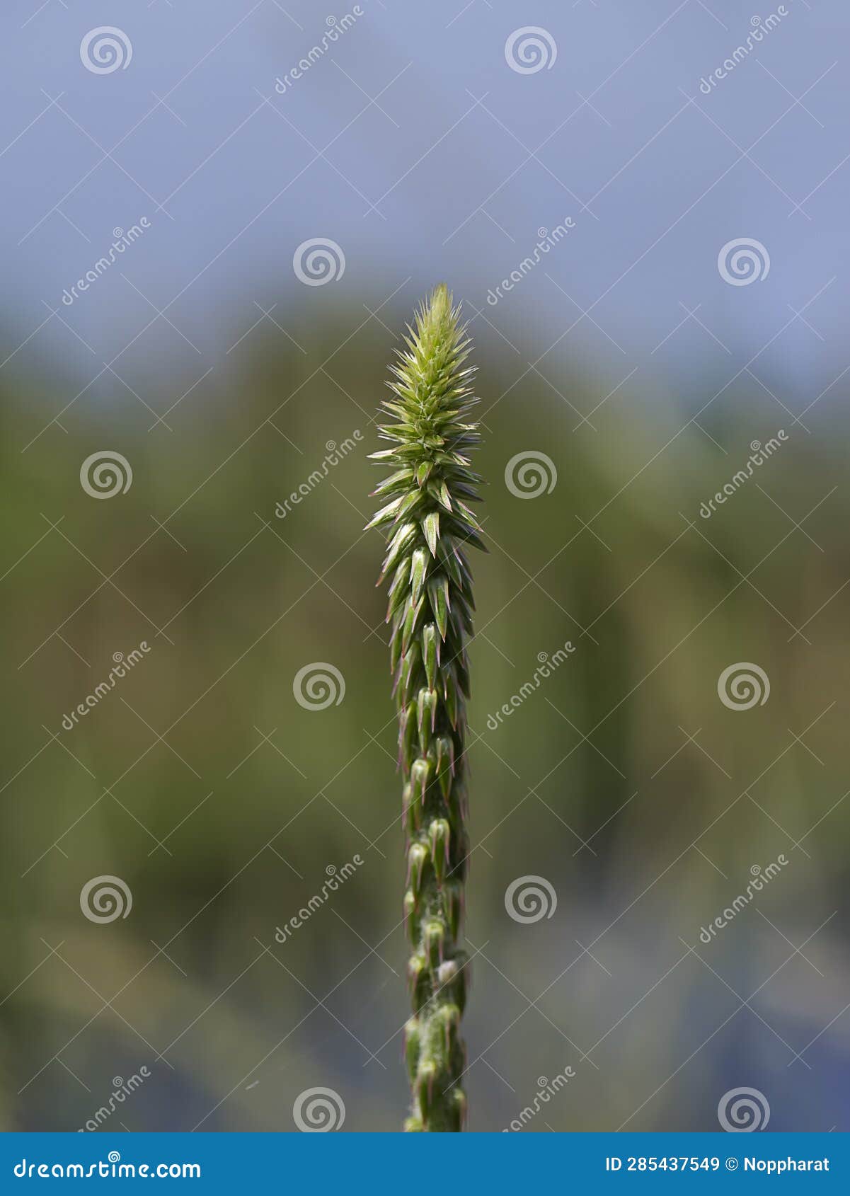 The Flower of Achyranthes Aspera Plant on Blur Background Stock Image ...