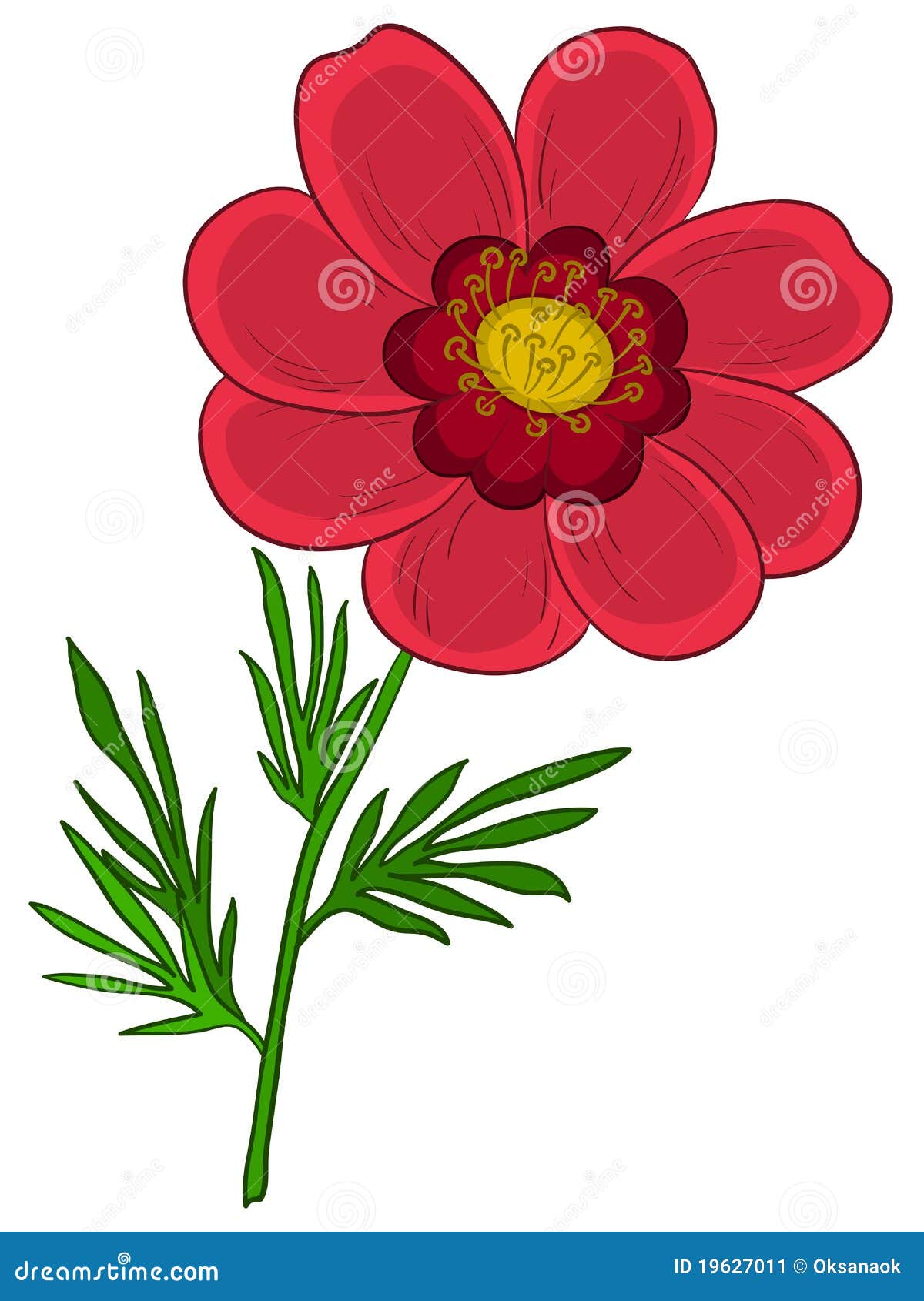 Flower adonis stock vector. Illustration of adonis, celebrate - 19627011