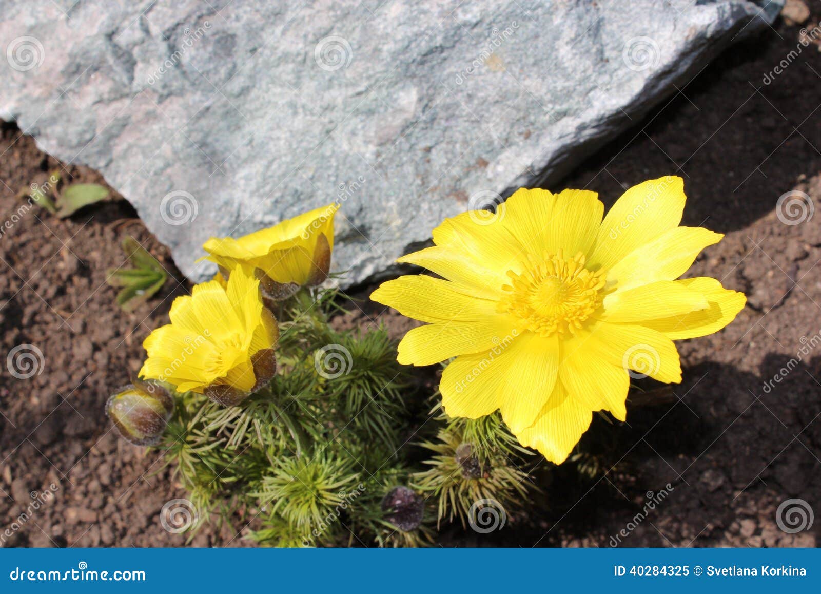 Flower Adonis stock image. Image of primroses, flower - 40284325