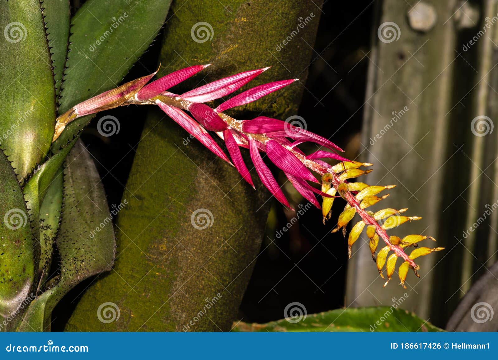 Flower of Aechmea Bromelia stock photo. Image of nature - 186617426