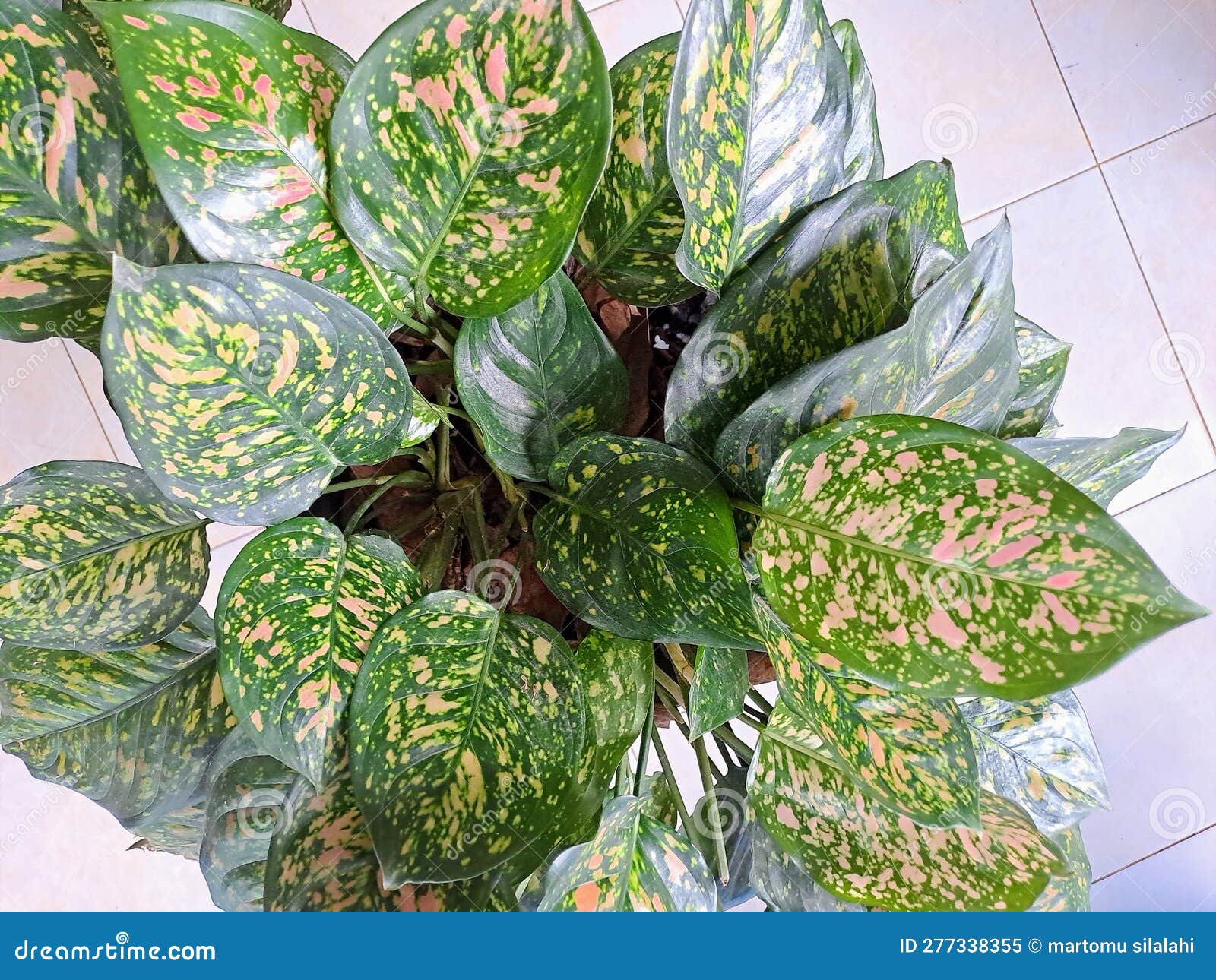 The Flower of Aglaonema Costatum Stock Image - Image of flower ...