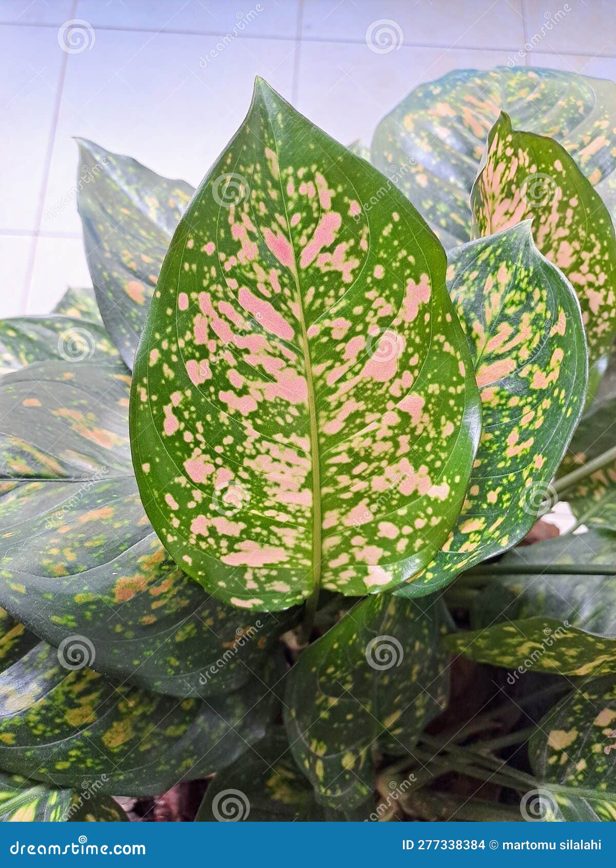 The Flower of Aglaonema Costatum Stock Photo - Image of flora, garden ...