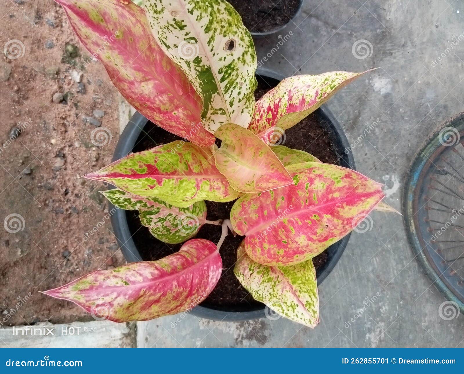 Agronema Stock Photos - Free & Royalty-Free Stock Photos from Dreamstime