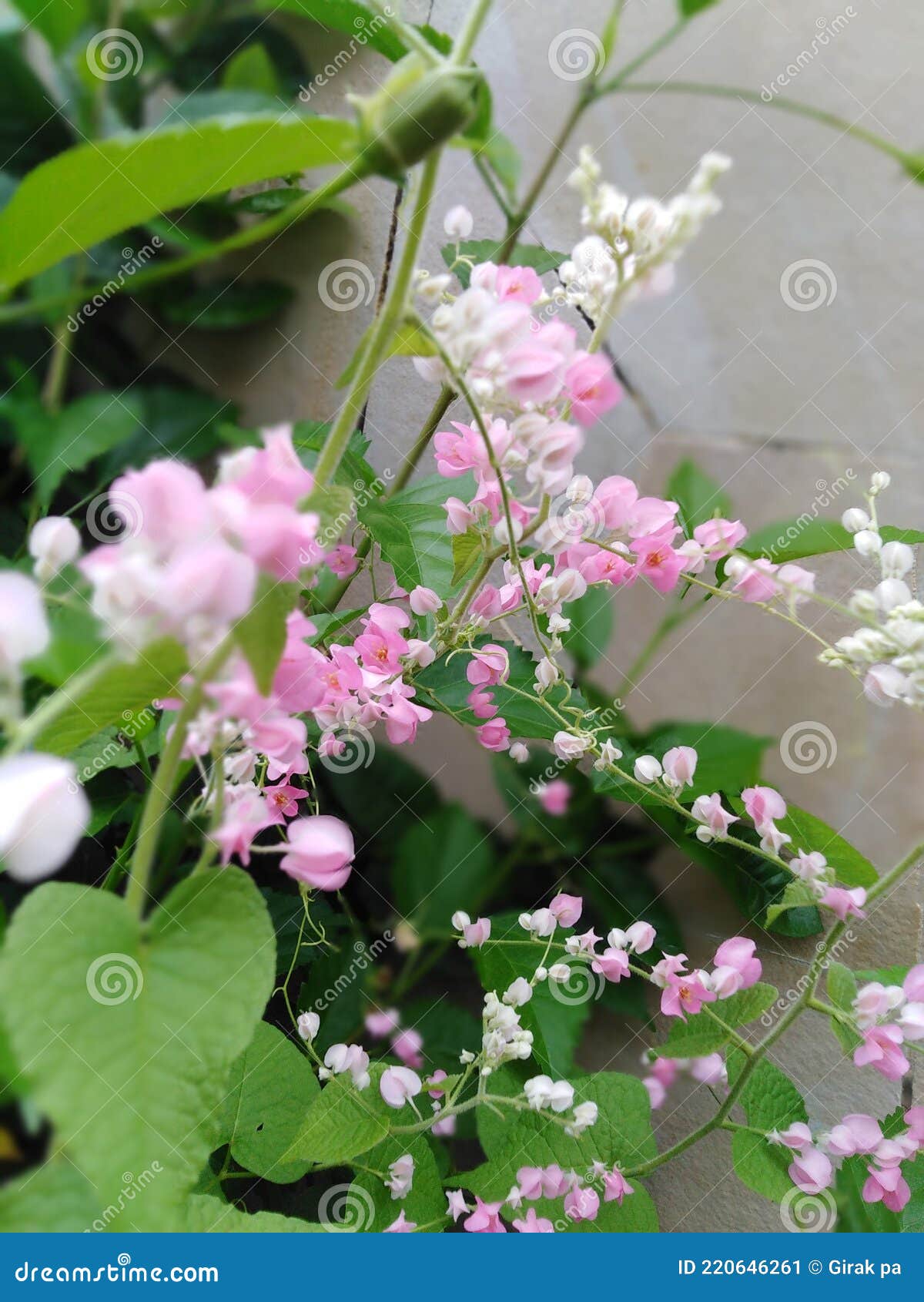 Flower air mata pengantin stock image. Image of food - 220646261