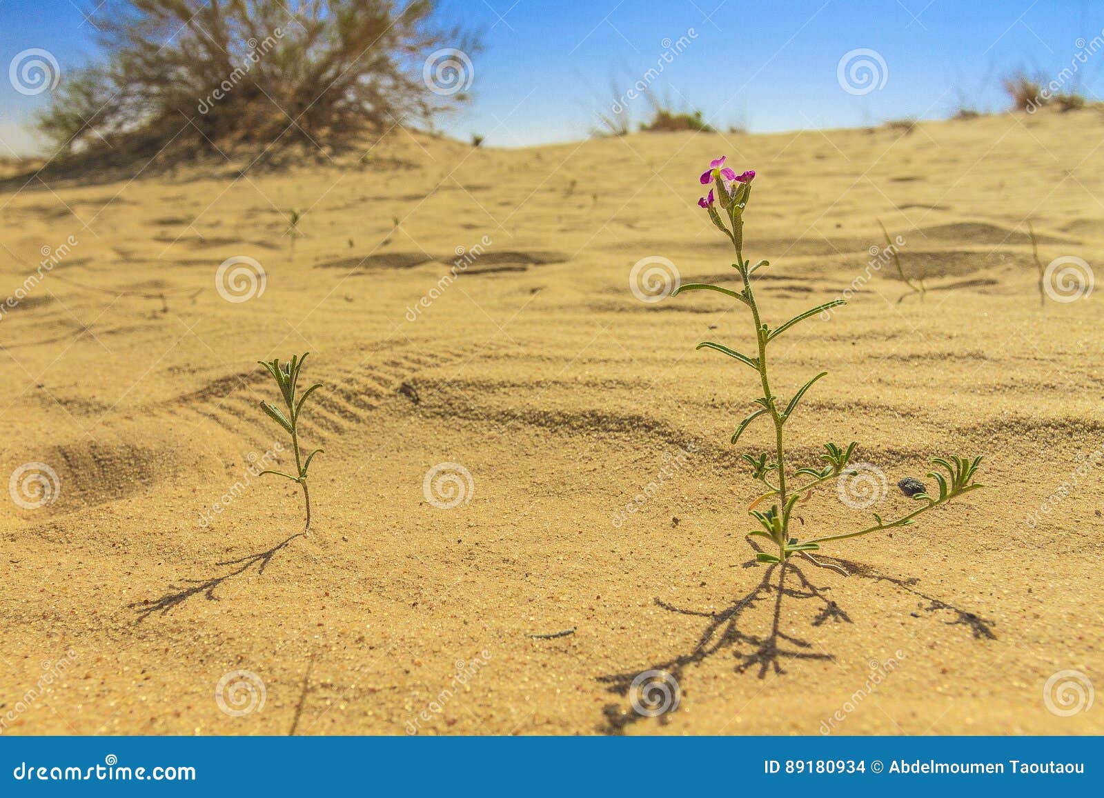 Sahara spring stock photo. Image of leaf, danger, death - 89180934