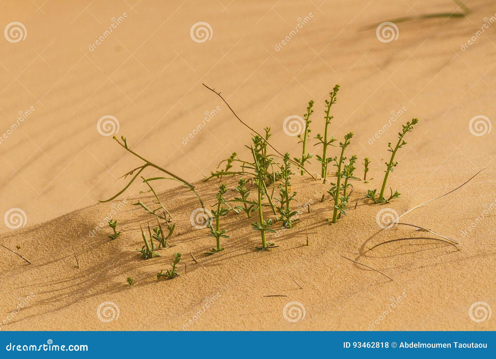Sahara spring stock photo. Image of african, dune, life - 93462818