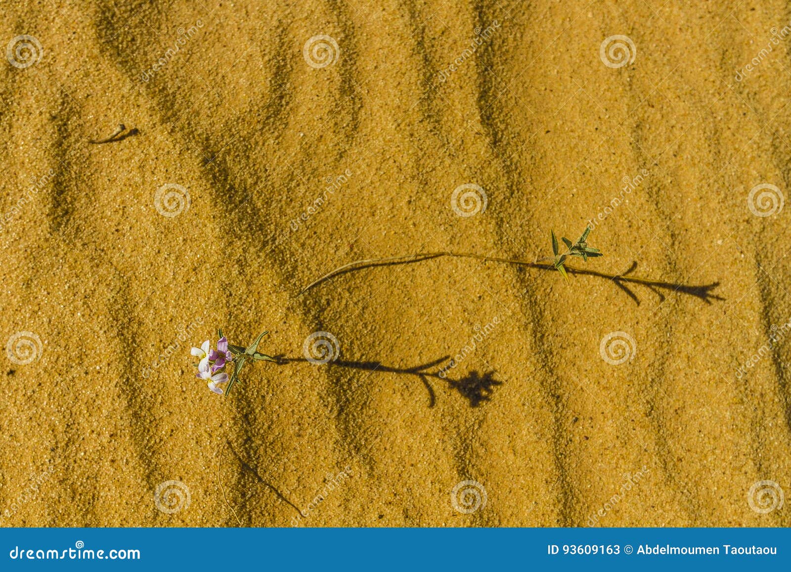 Sahara spring stock image. Image of leaf, algeria, african - 93609163