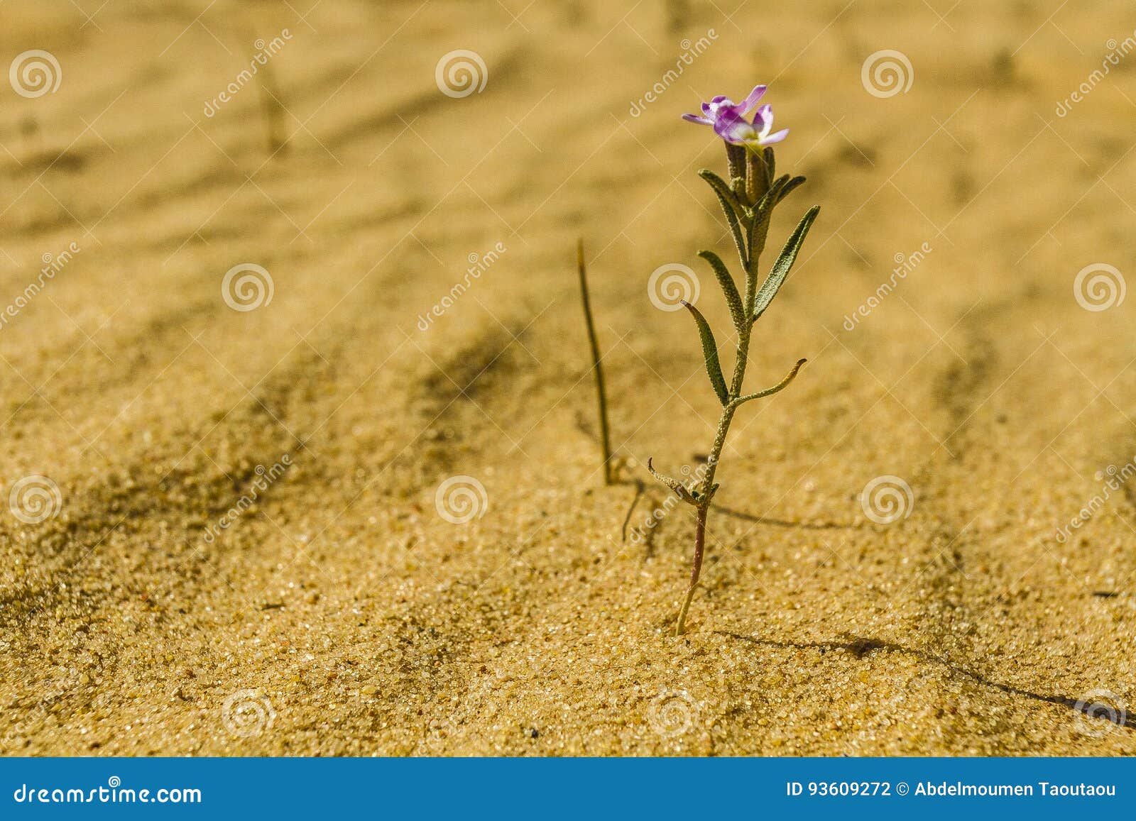 Sahara spring stock photo. Image of sand, pink, desert - 93609272