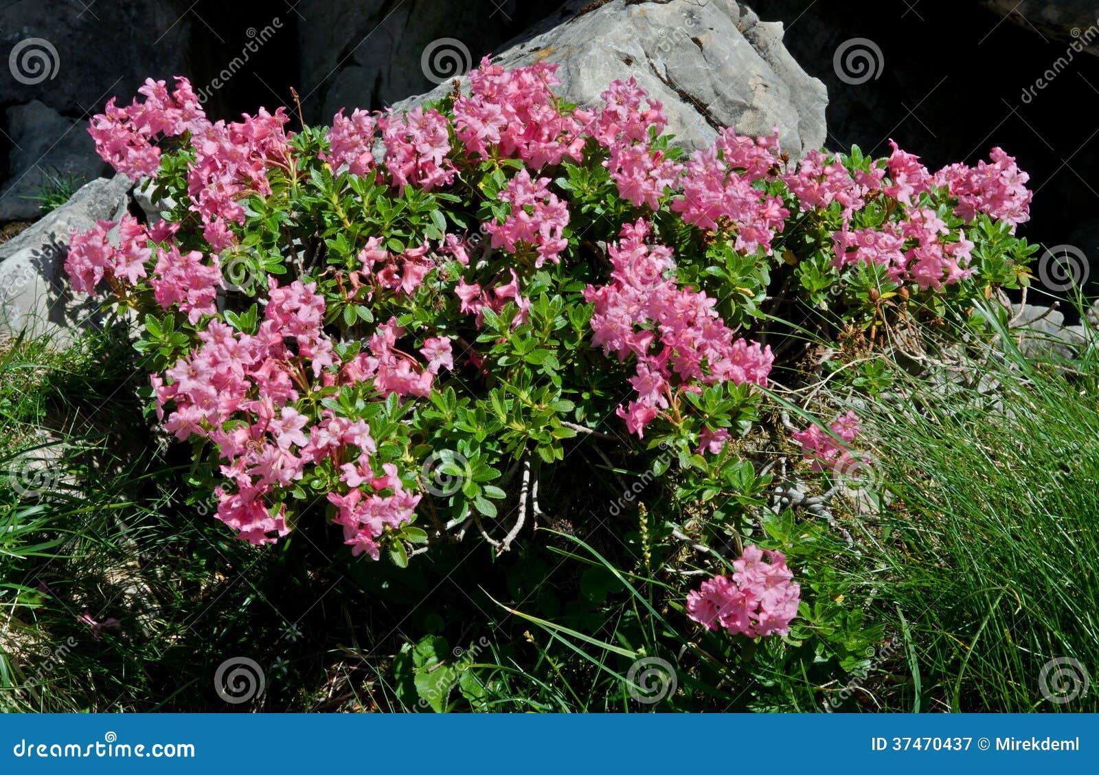 Flower in Allgauer Alpen , Germany Stock Image - Image of allgauer ...