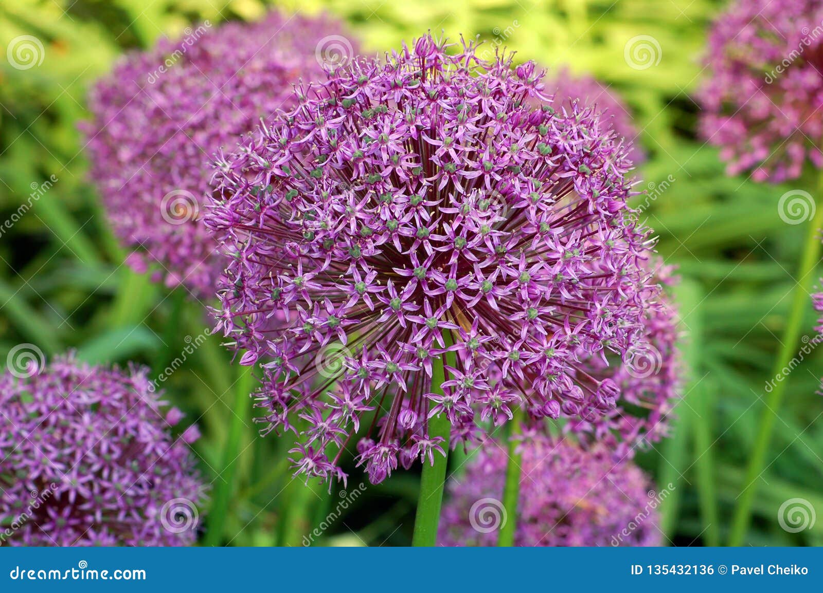 Allium Gladiator Stock Photography | CartoonDealer.com #16123550