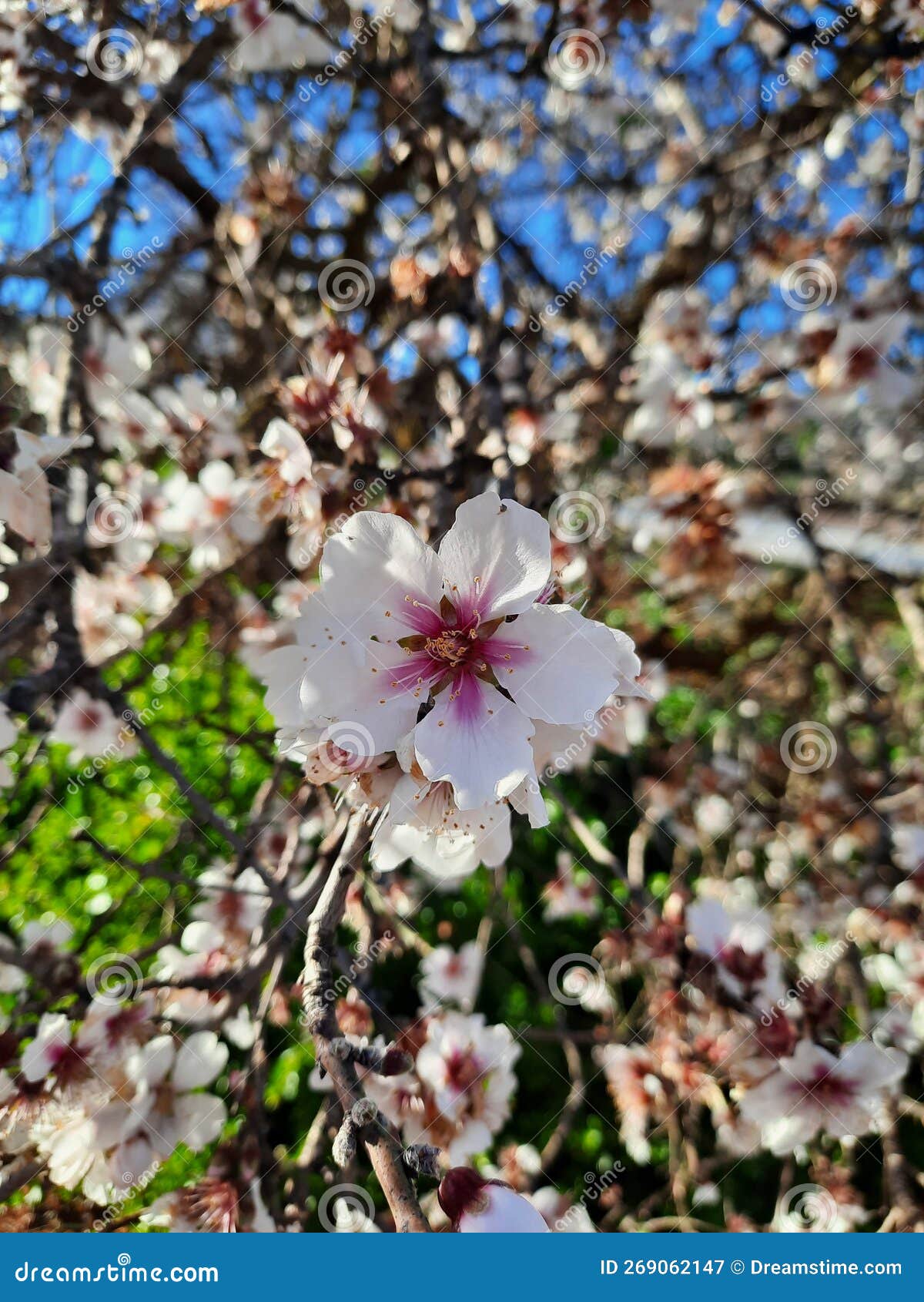 Flower of almond stock image. Image of almond, produce - 269062147