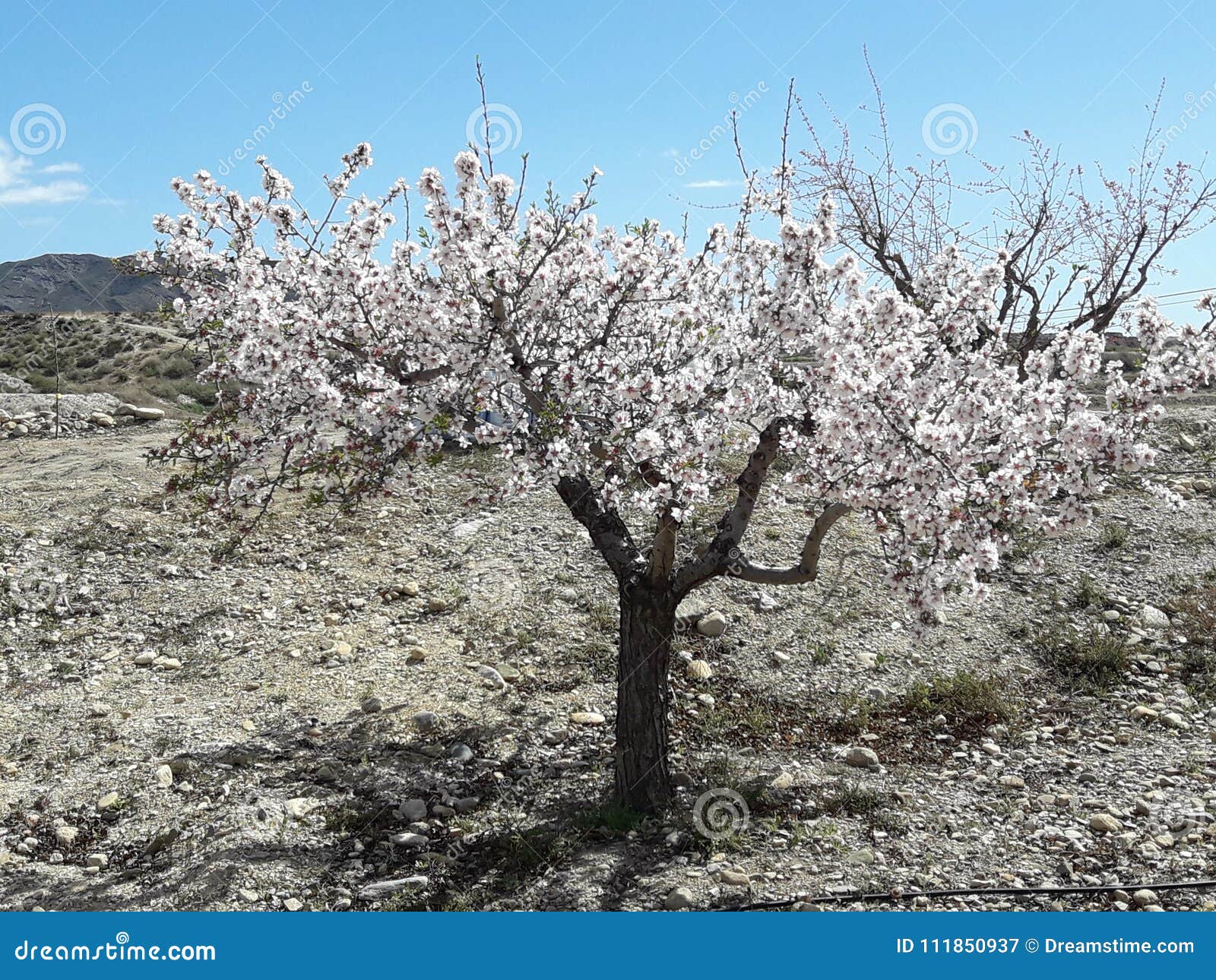 Tree almod floer stock image. Image of almond, flower - 111850937