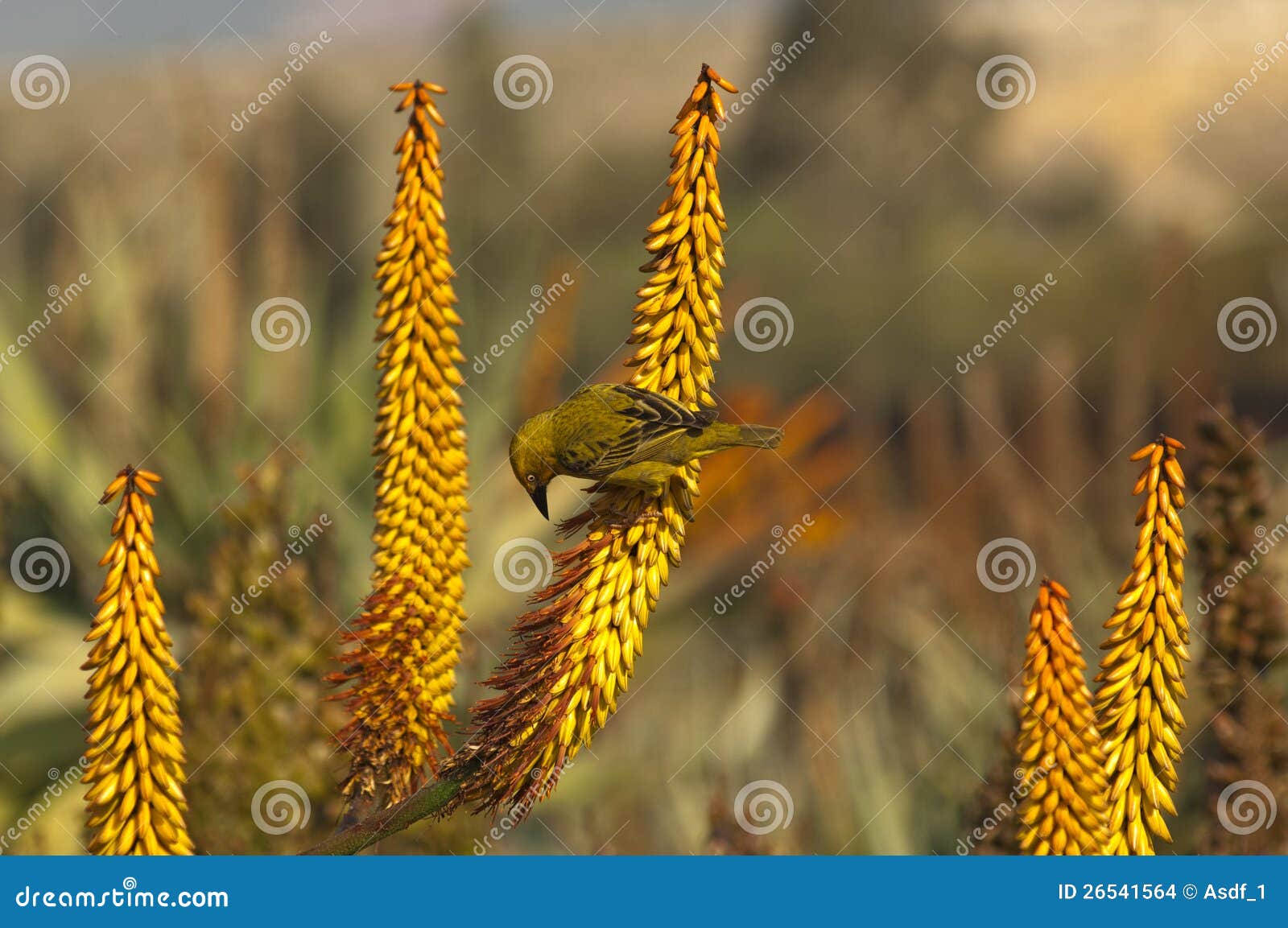 Flower of Aloe ferox stock photo. Image of africa, animal - 26541564