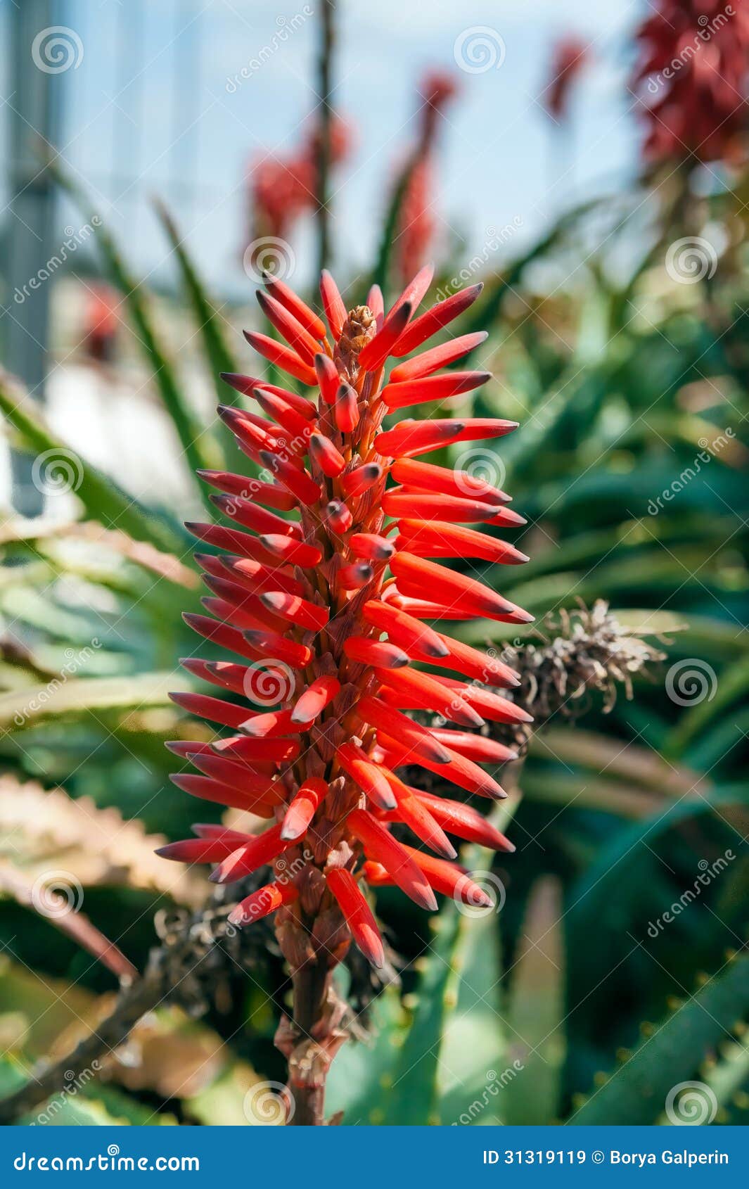 Flower of aloe vera stock image. Image of fresh, cosmetics - 31319119