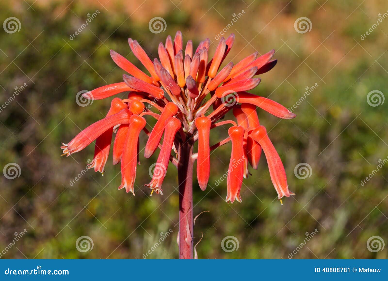 Flower of Aloe vera stock image. Image of healing, blossom - 40808781