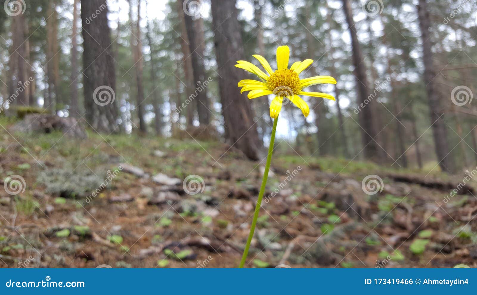 A Flower Alone in the Forest Stock Photo - Image of flower, alone ...