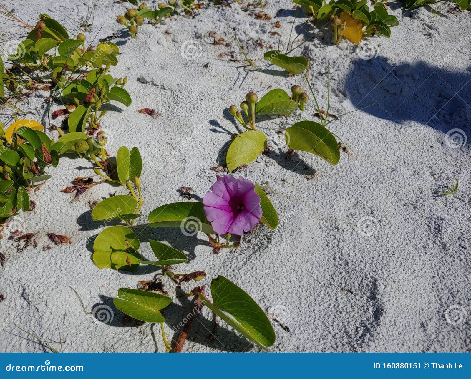 Flower Along the Sand stock image. Image of island, sand - 160880151