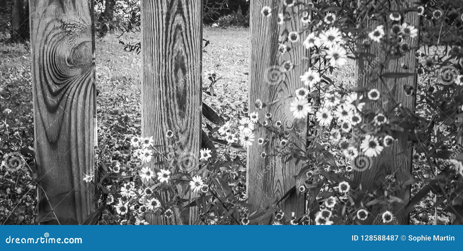 Romantic field stock image. Image of field, romantic - 128588487