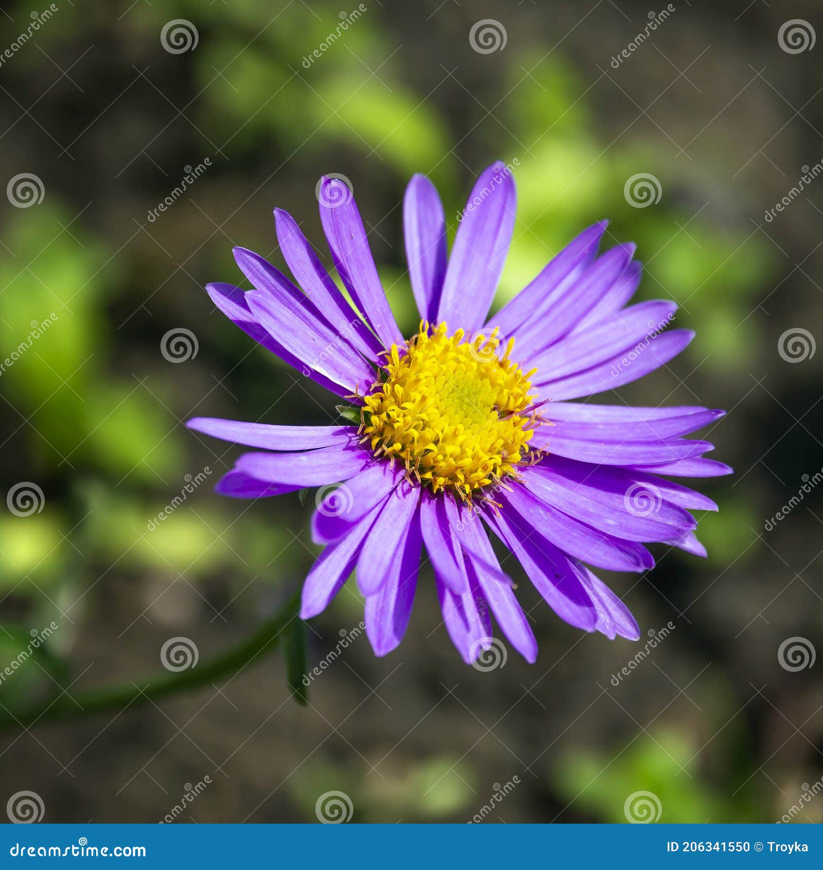 Flower of Alpine Aster Aster Alpinus Stock Photo - Image of plant ...